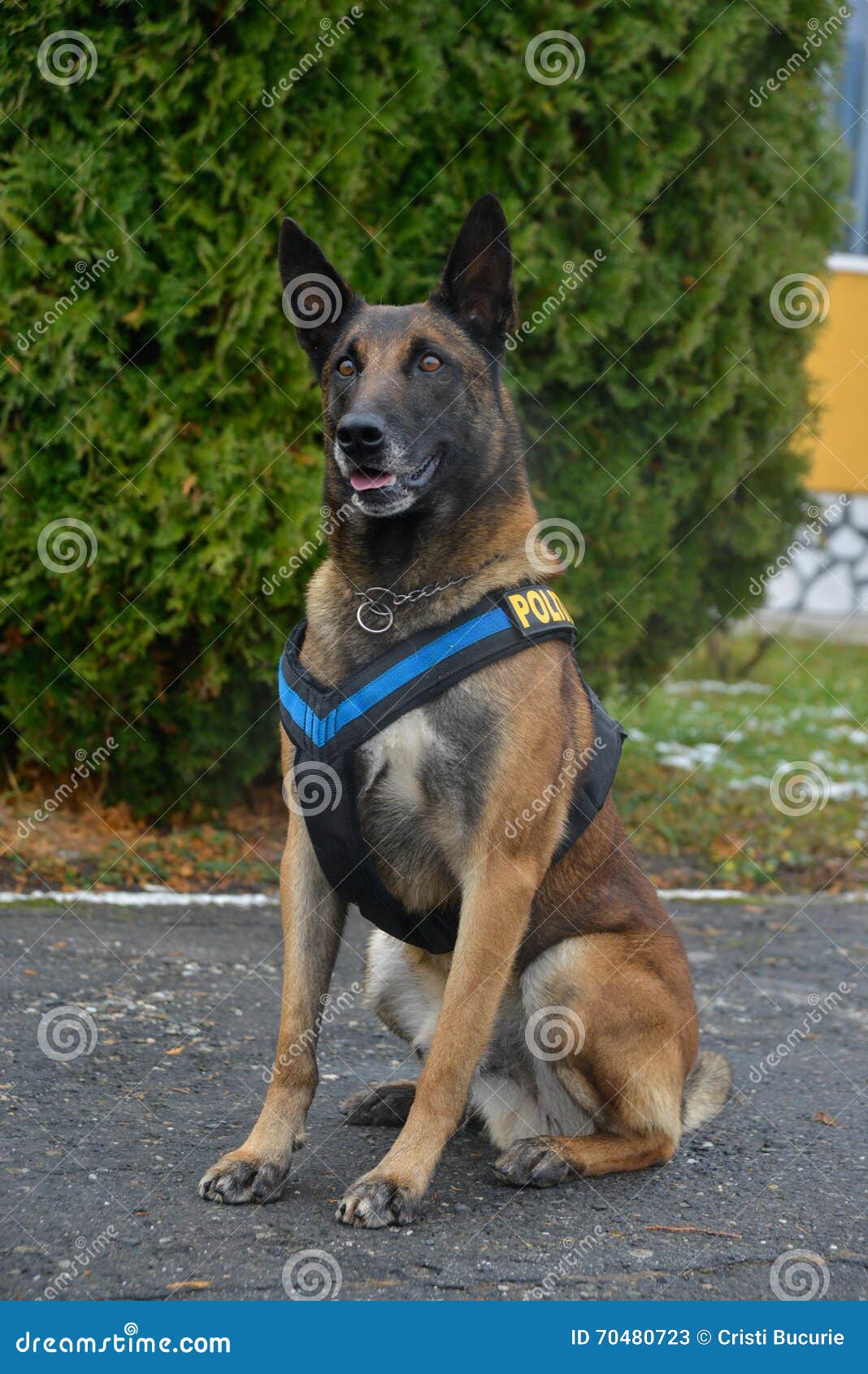 Police Dog - German Shepherd Stock Image - Image of shepherd, focused ...