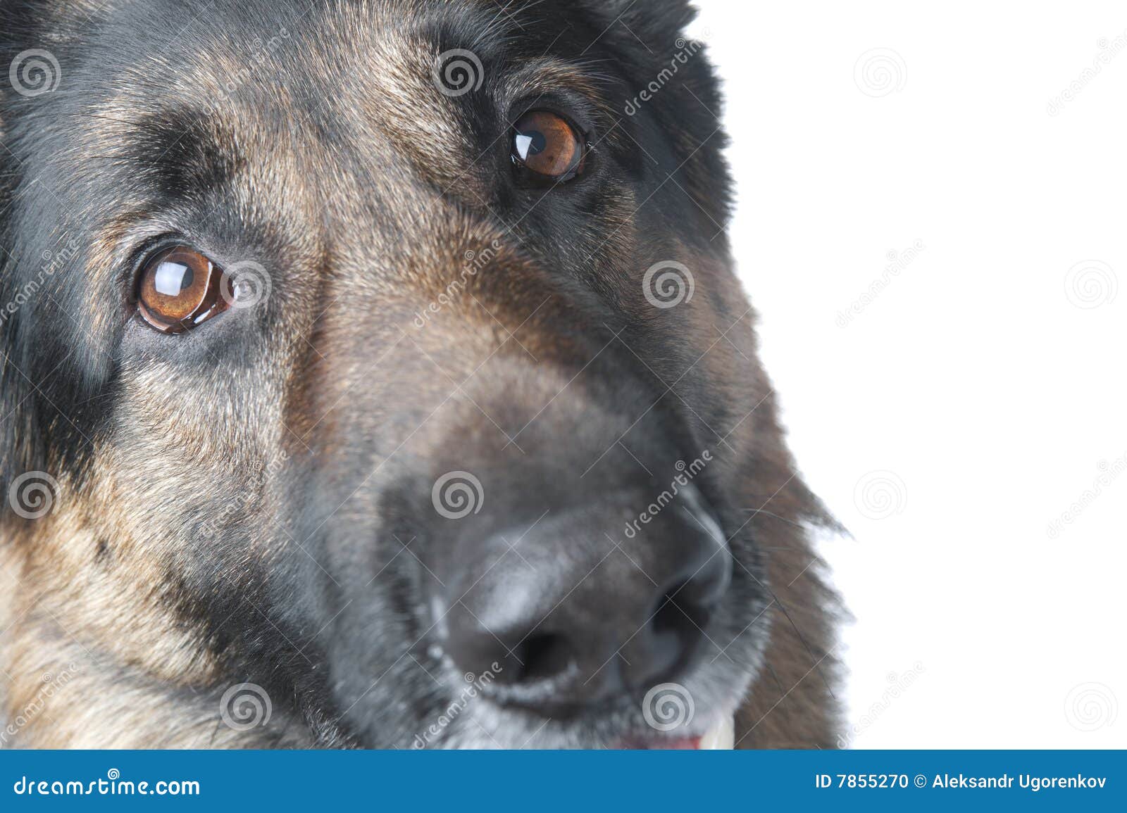 Police dog macro stock photo. Image of brown, animal, doggy - 7855270