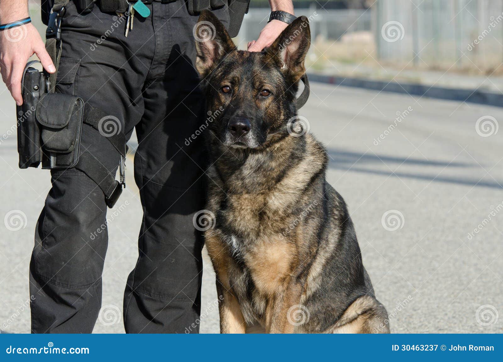 Police Dog stock image. Image of animal, uniform, canine - 30463237