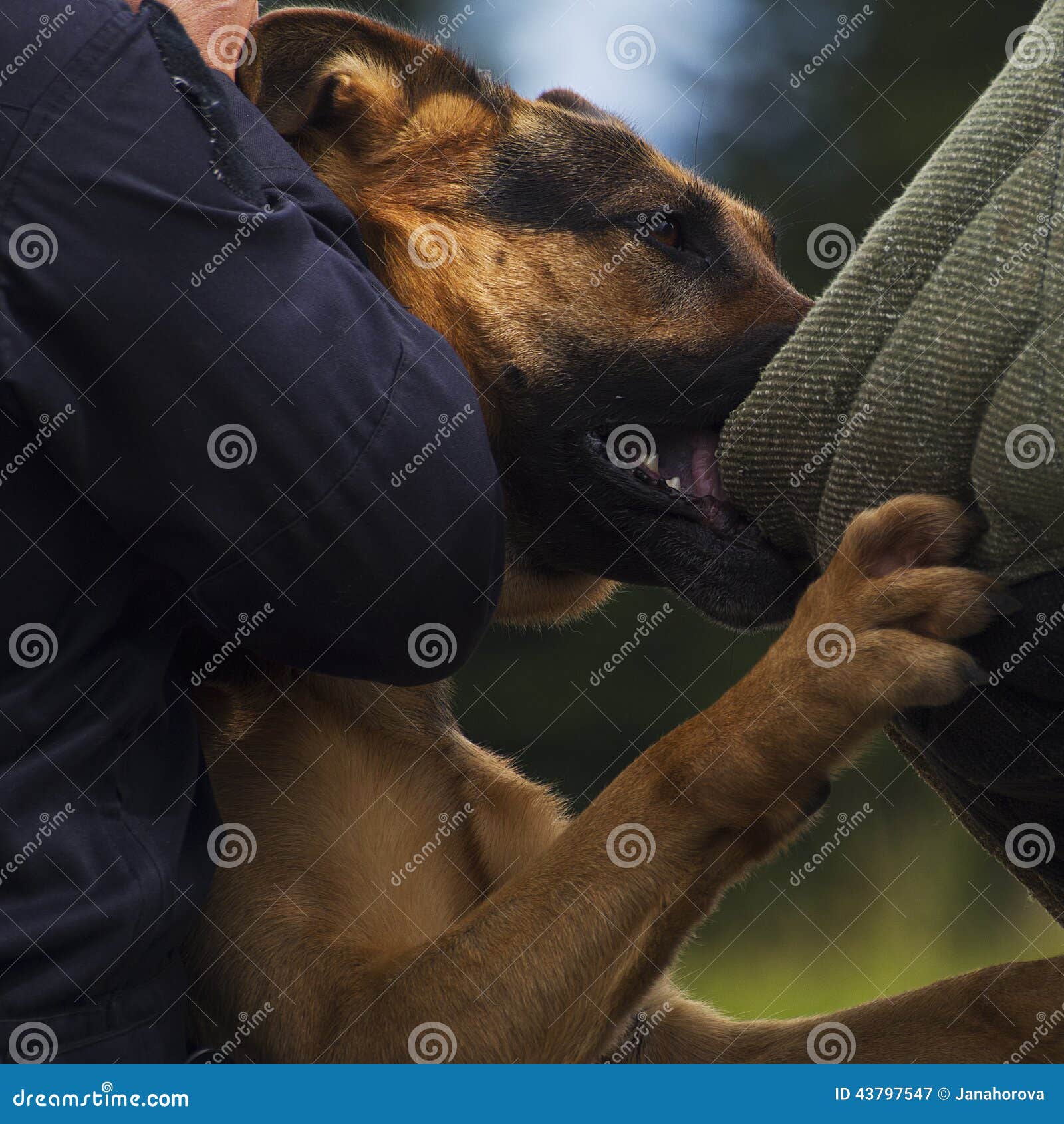 Police dog stock image. Image of smart, working, shepherd - 43797547