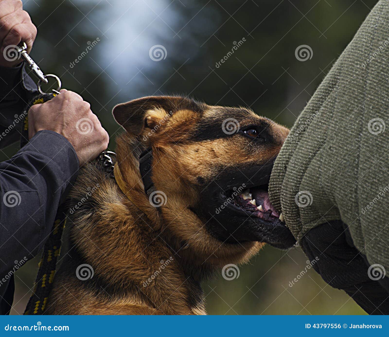 Police dog stock photo. Image of bite, smart, ears, faithful - 43797556