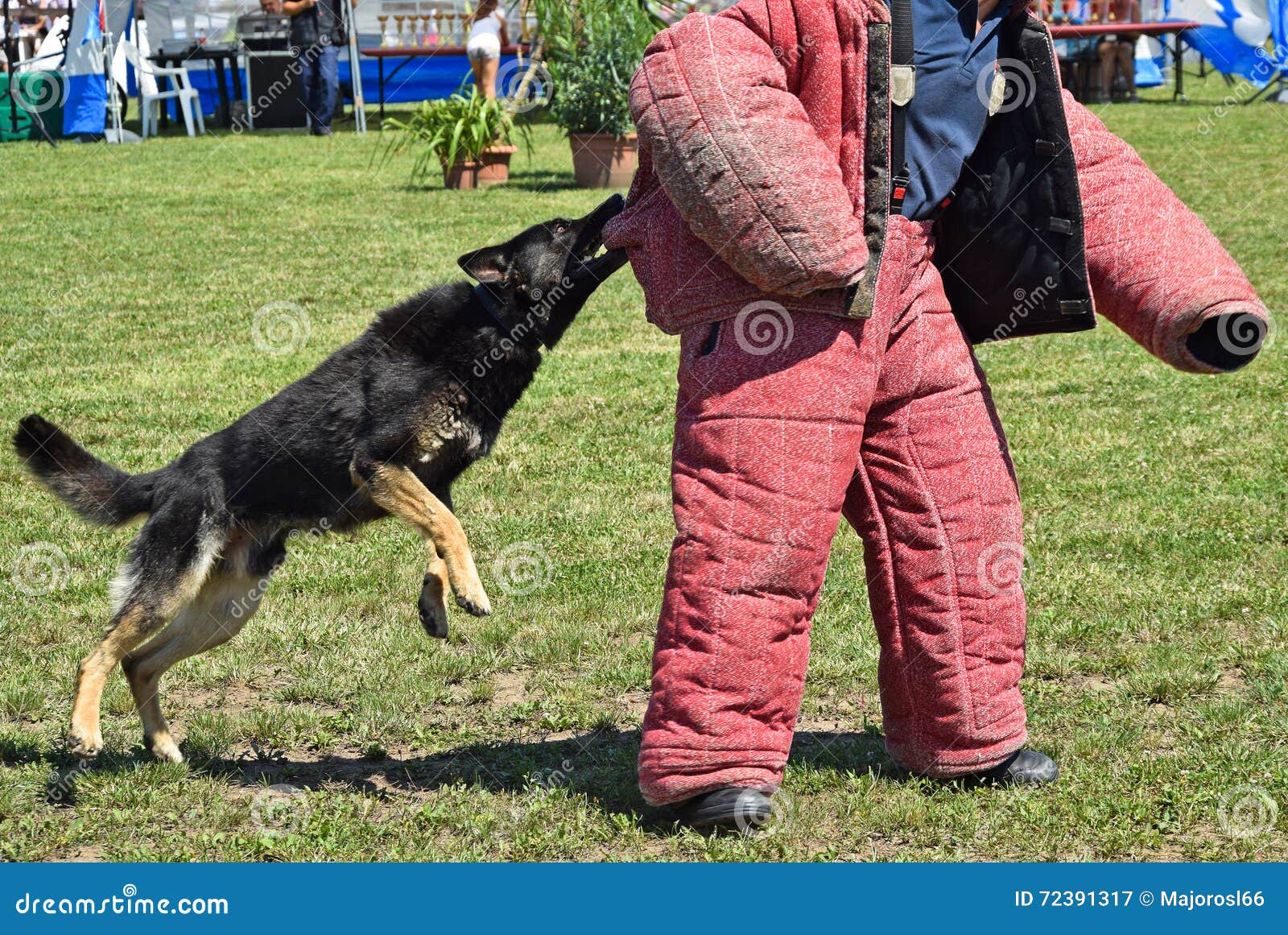 Police dog in training stock image. Image of clothing - 72391317