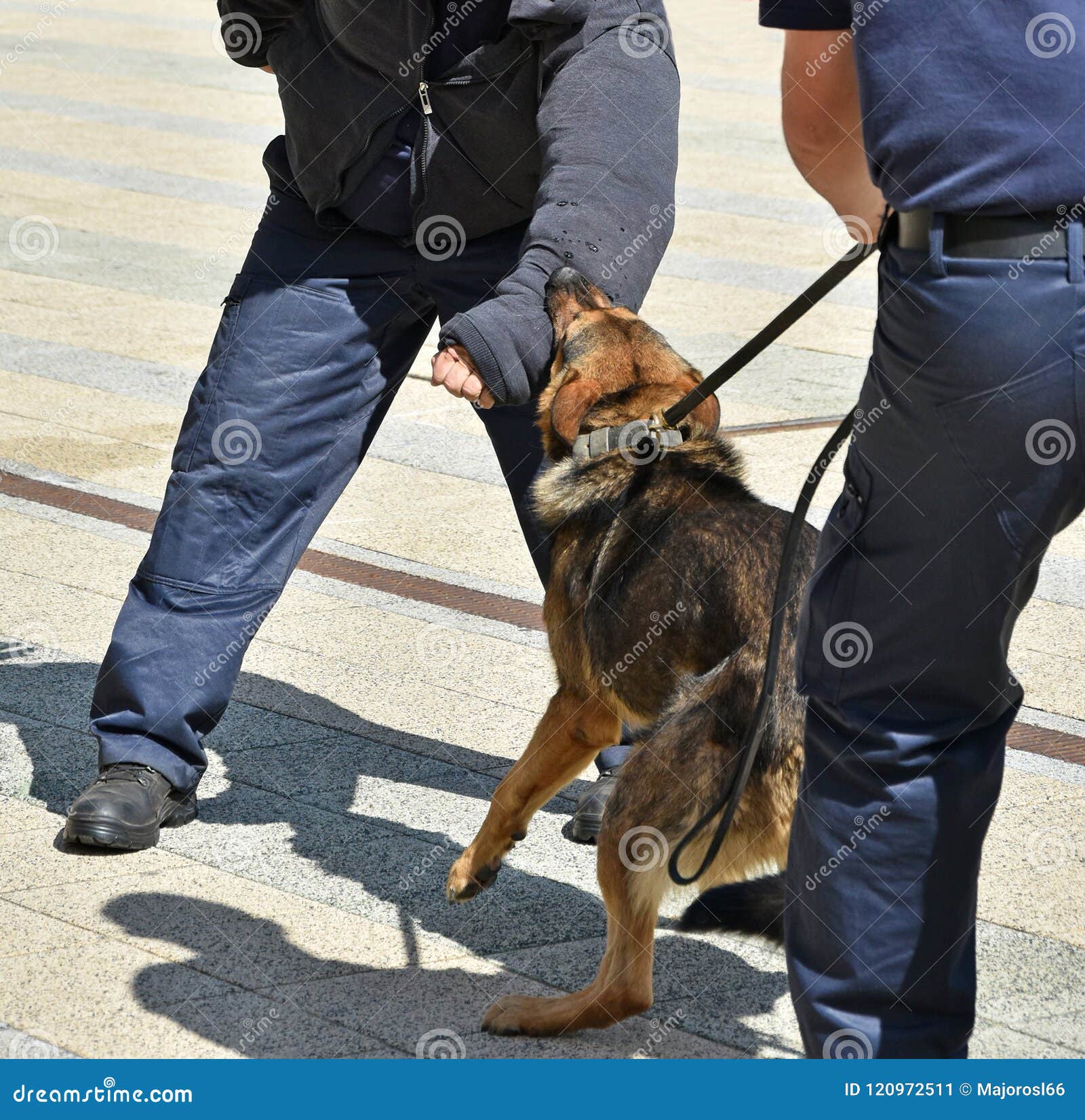 Police dog in training stock image. Image of criminal - 120972511