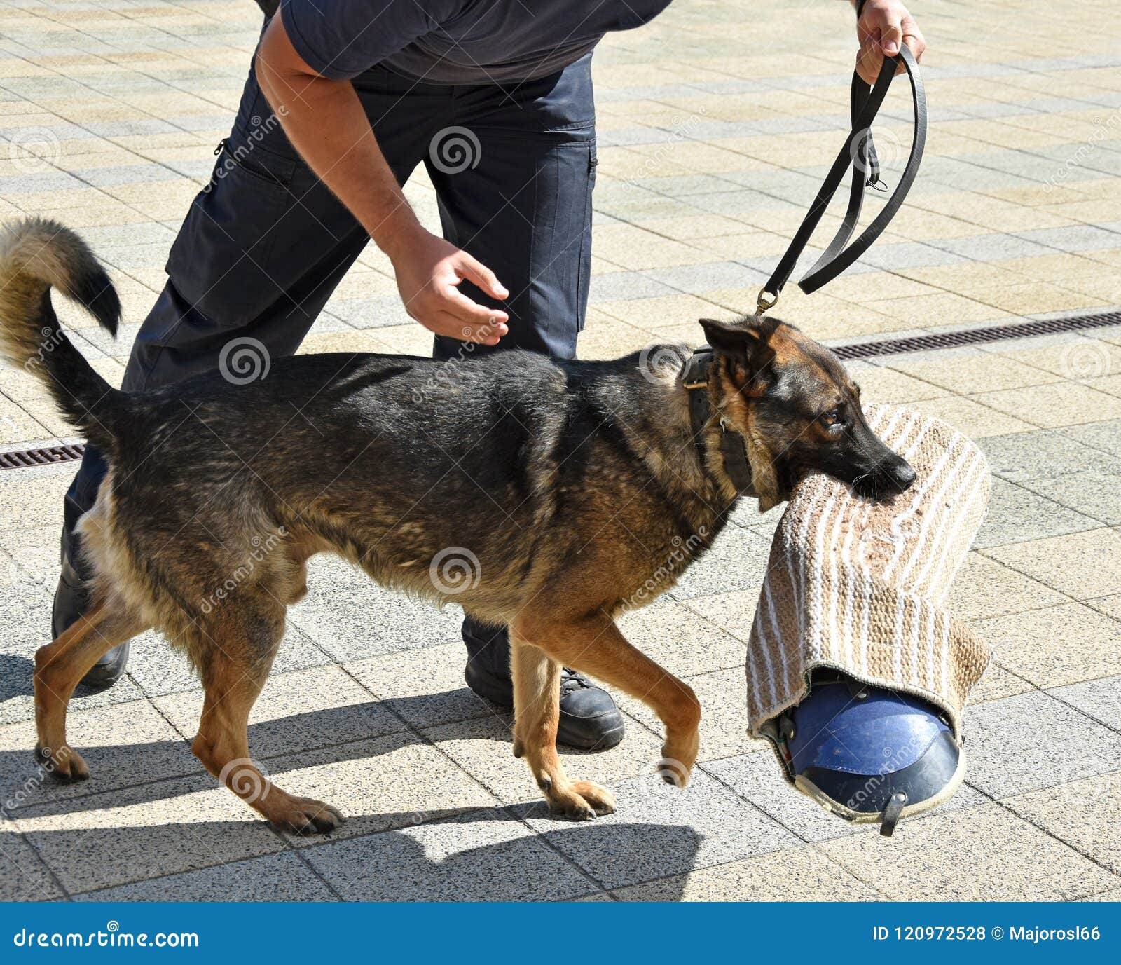 Police dog in training stock photo. Image of scene, training - 120972528