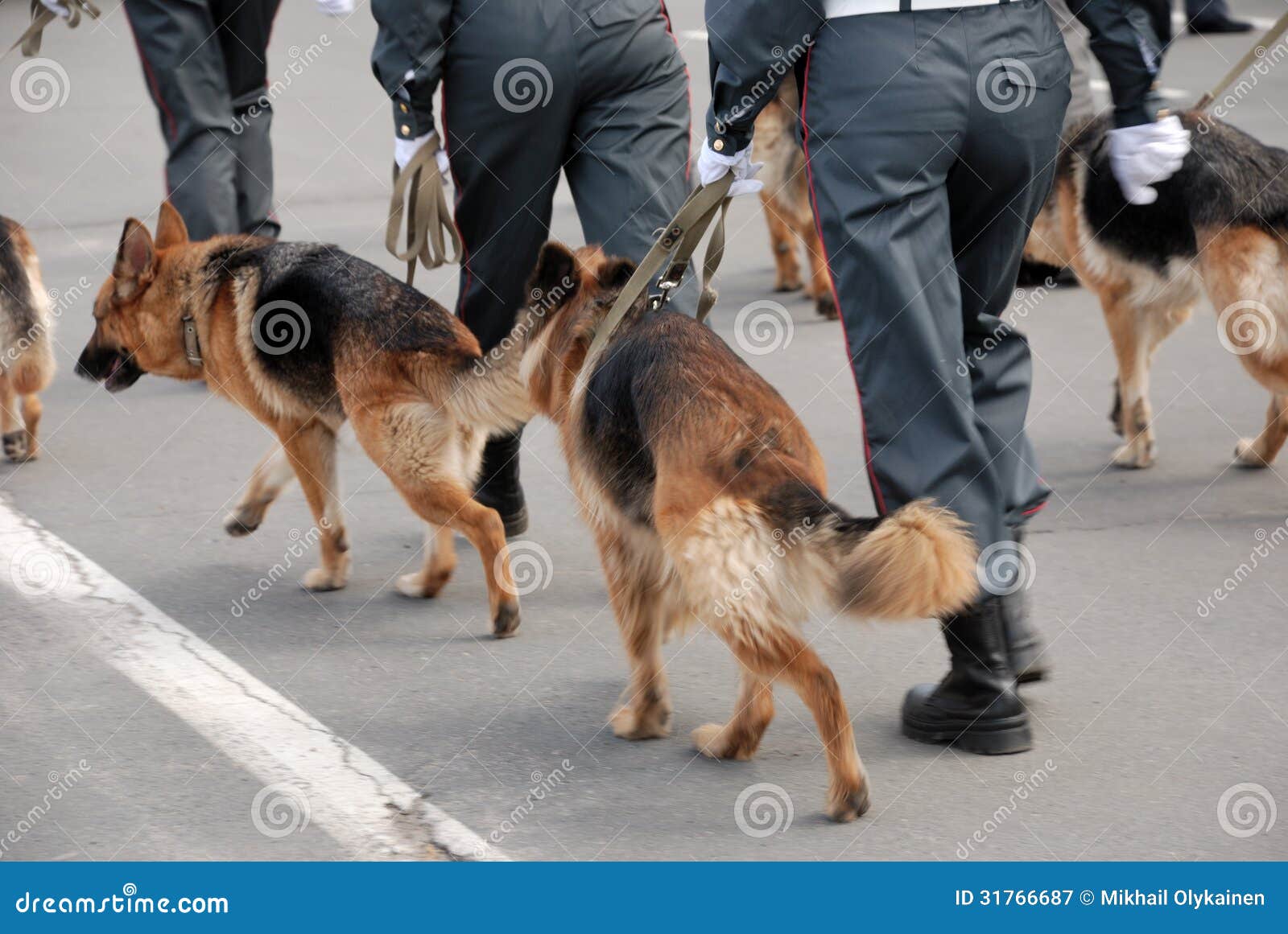 Police with dogs stock image. Image of doggie, protection - 31766687