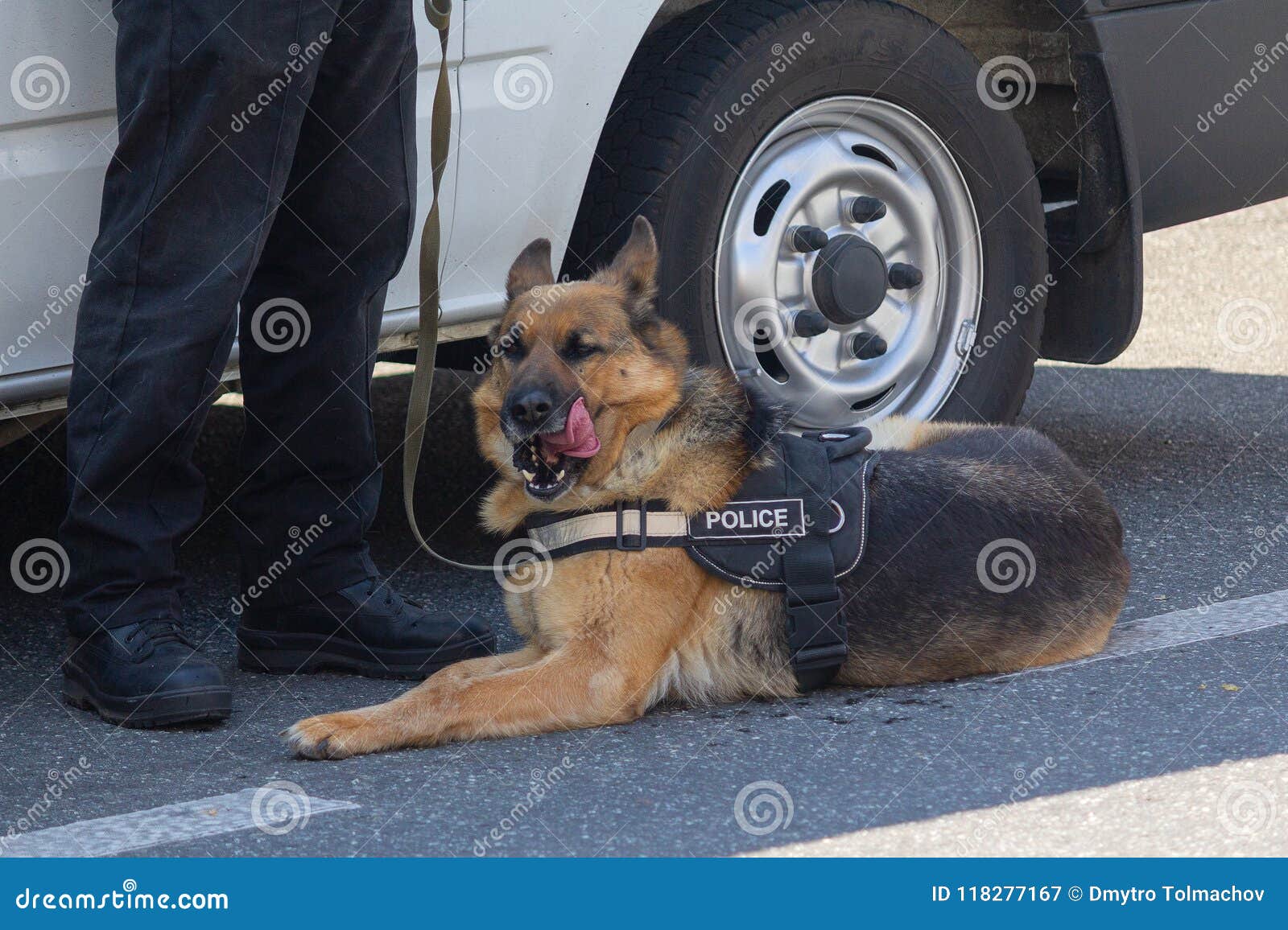 Police German Shepherd on the Service and Officer Stock Image - Image ...