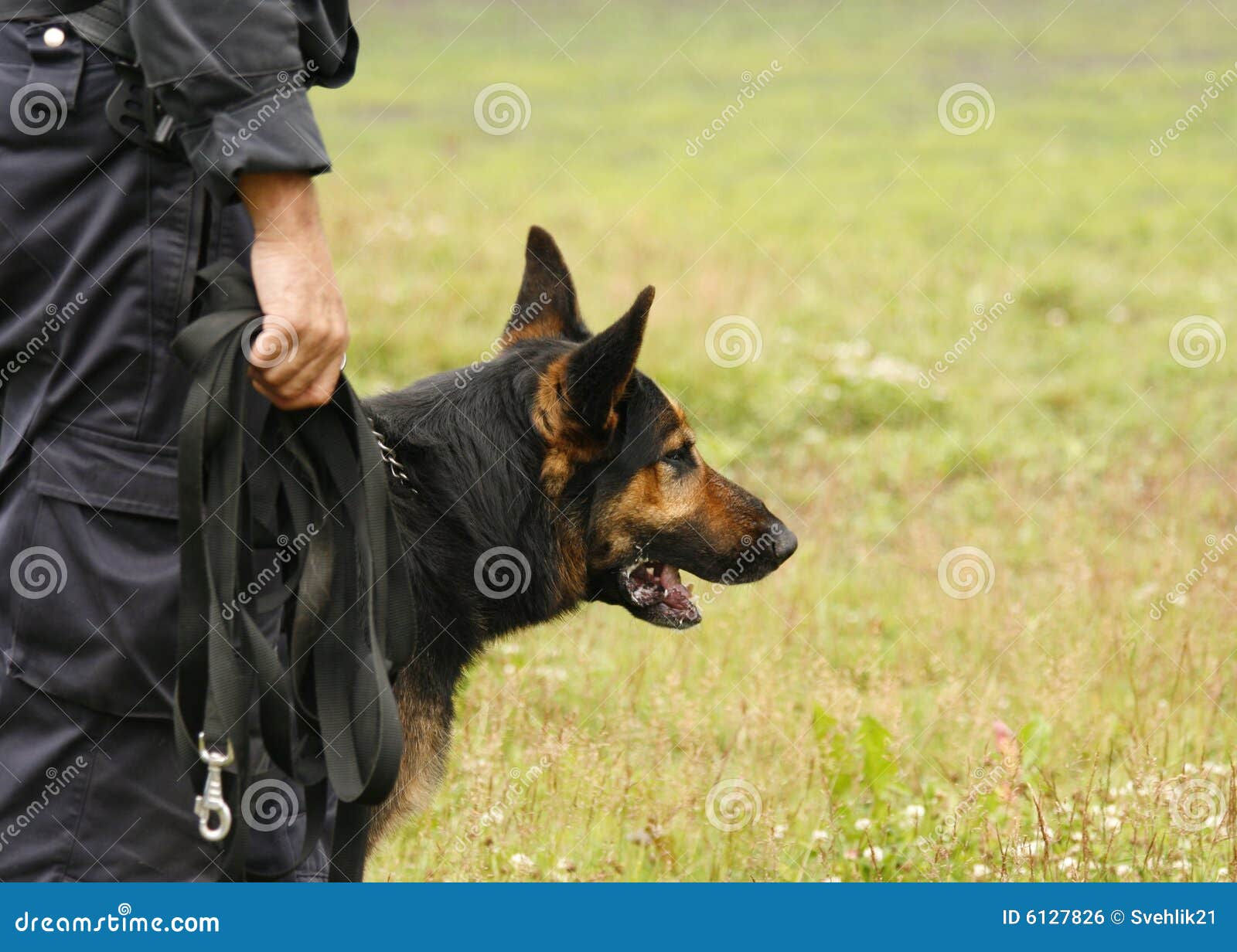 PolicemanÂ´s champion dog stock photo. Image of incident - 6127826