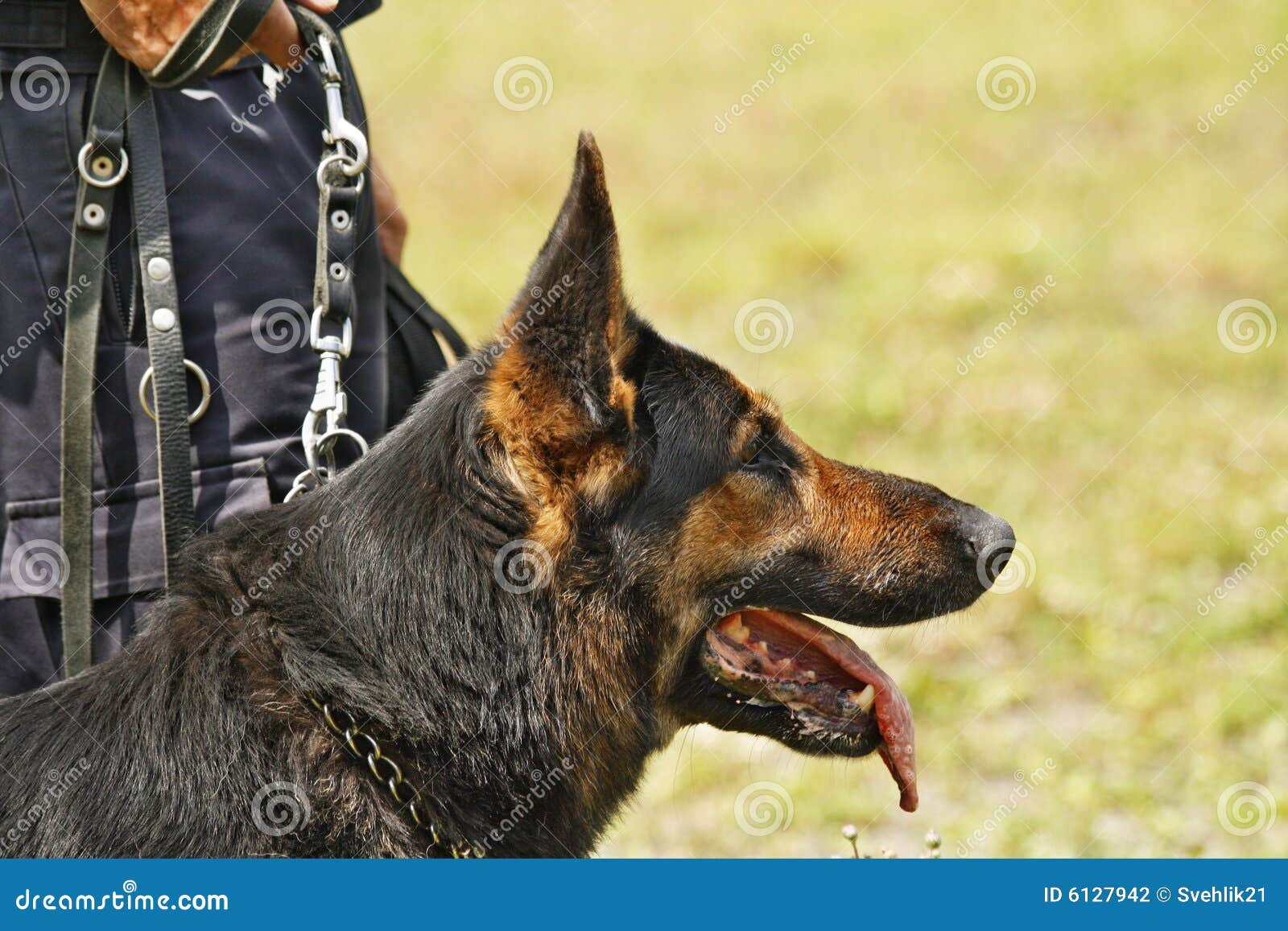 PolicemanÂ´s champion dog stock photo. Image of peace - 6127942
