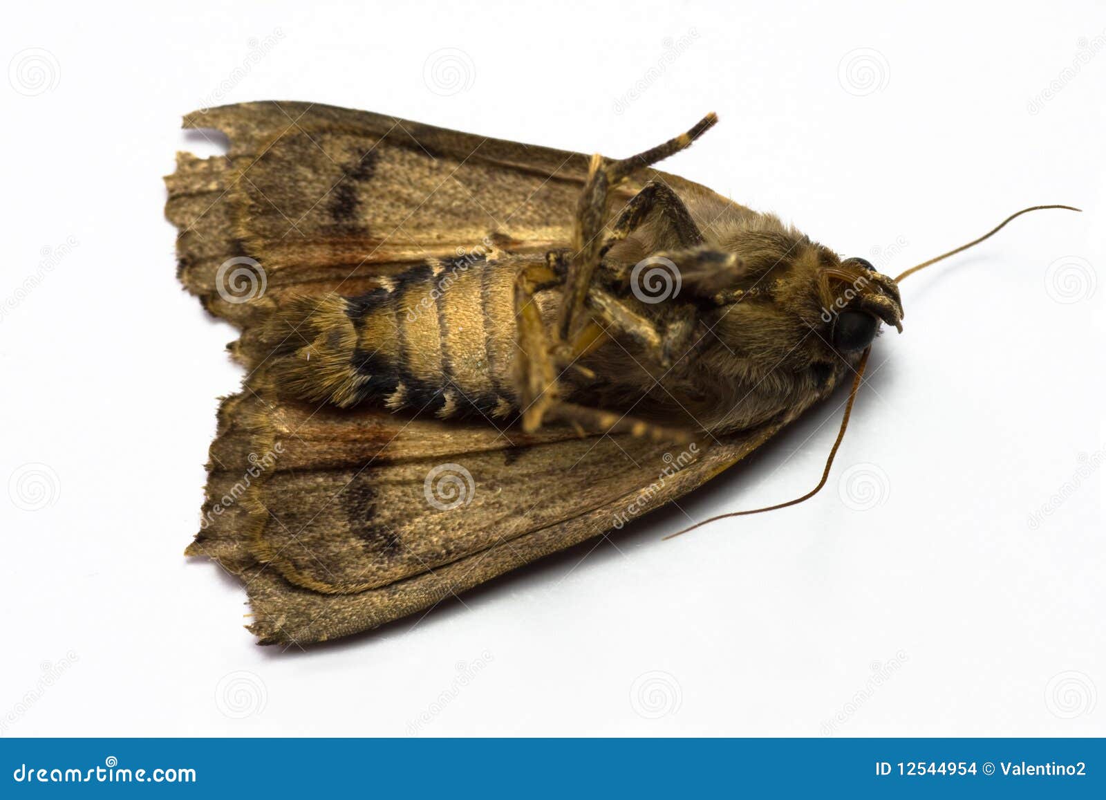 Polilla foto de archivo. Imagen de alas, invertebrado - 12544954