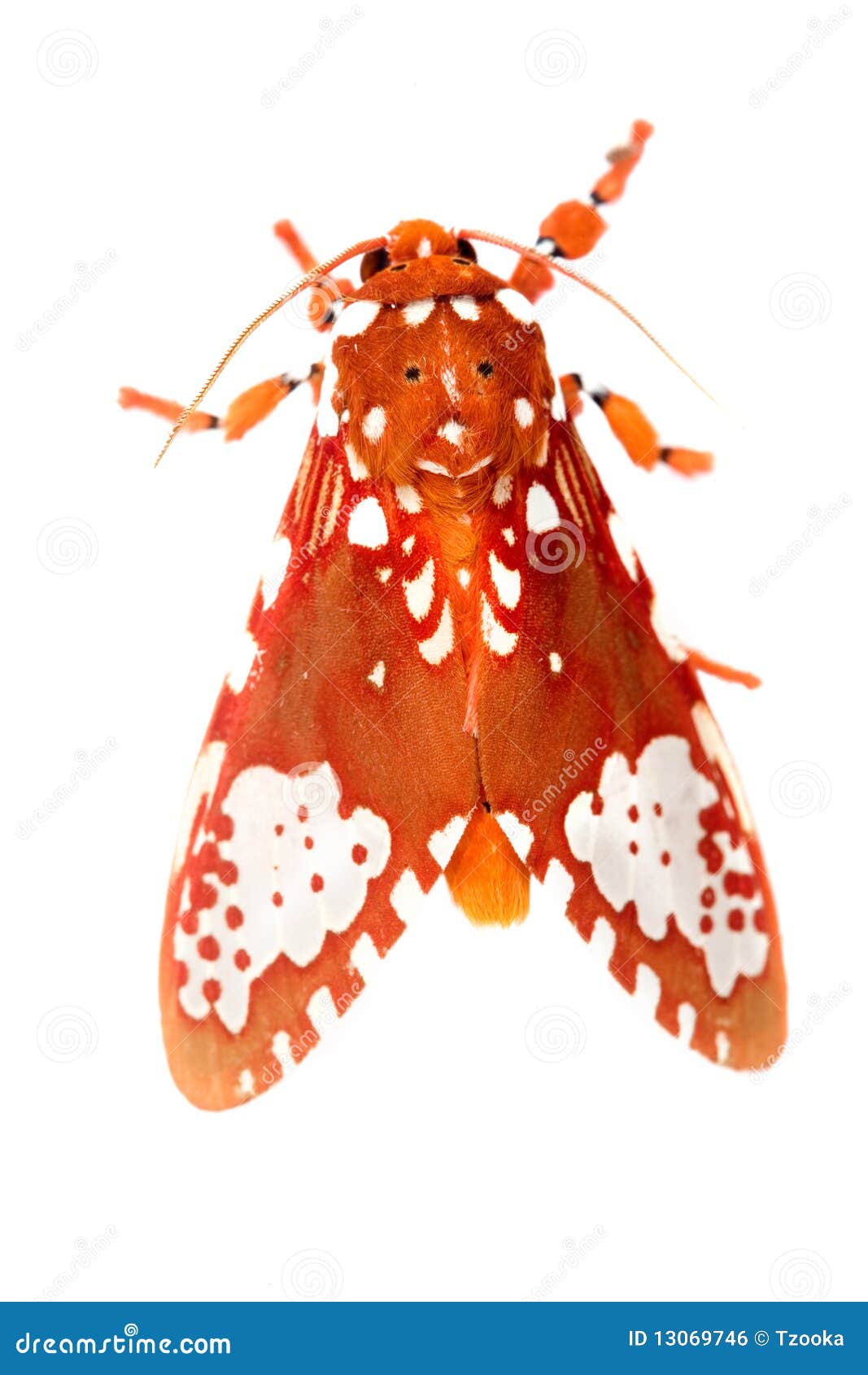 Polilla foto de archivo. Imagen de fauna, bicho, aislado - 13069746