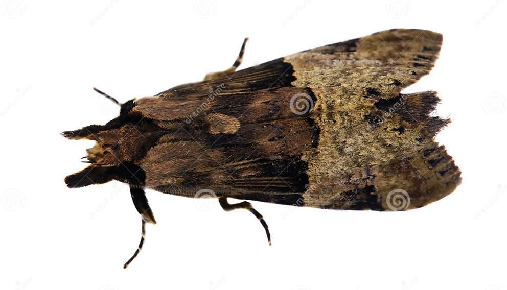 Polilla imagen de archivo. Imagen de bicho, animal, insecto - 13165479