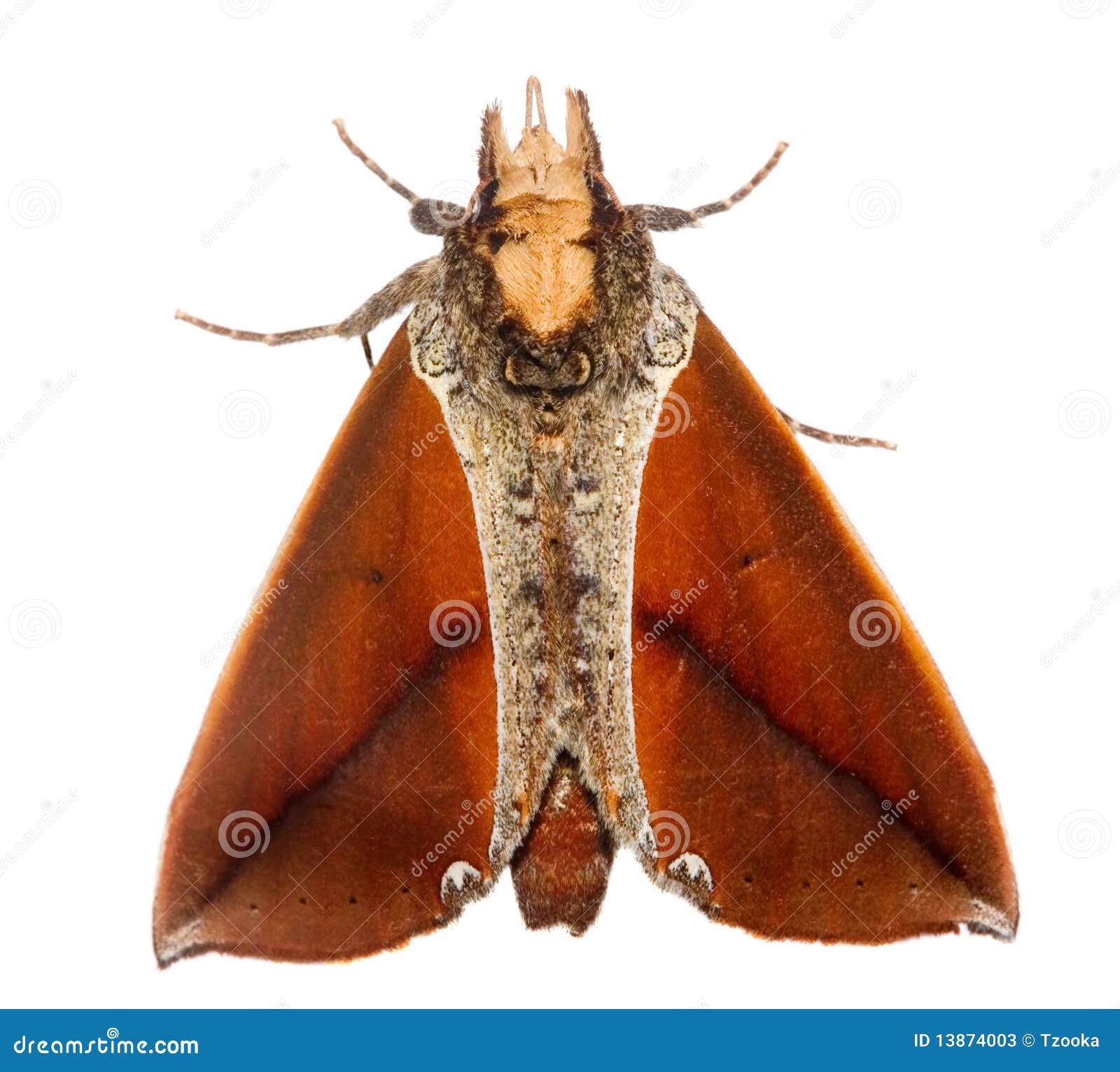 Polilla imagen de archivo. Imagen de animal, aislado - 13874003