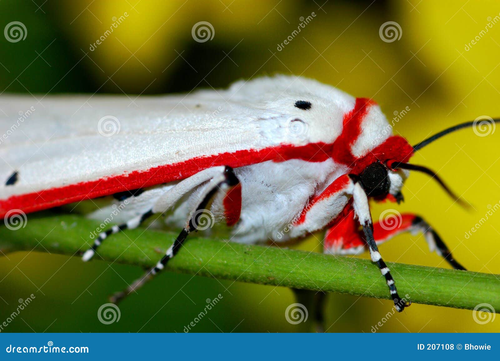 Polilla foto de archivo. Imagen de gigante, segmento, cierre - 207108