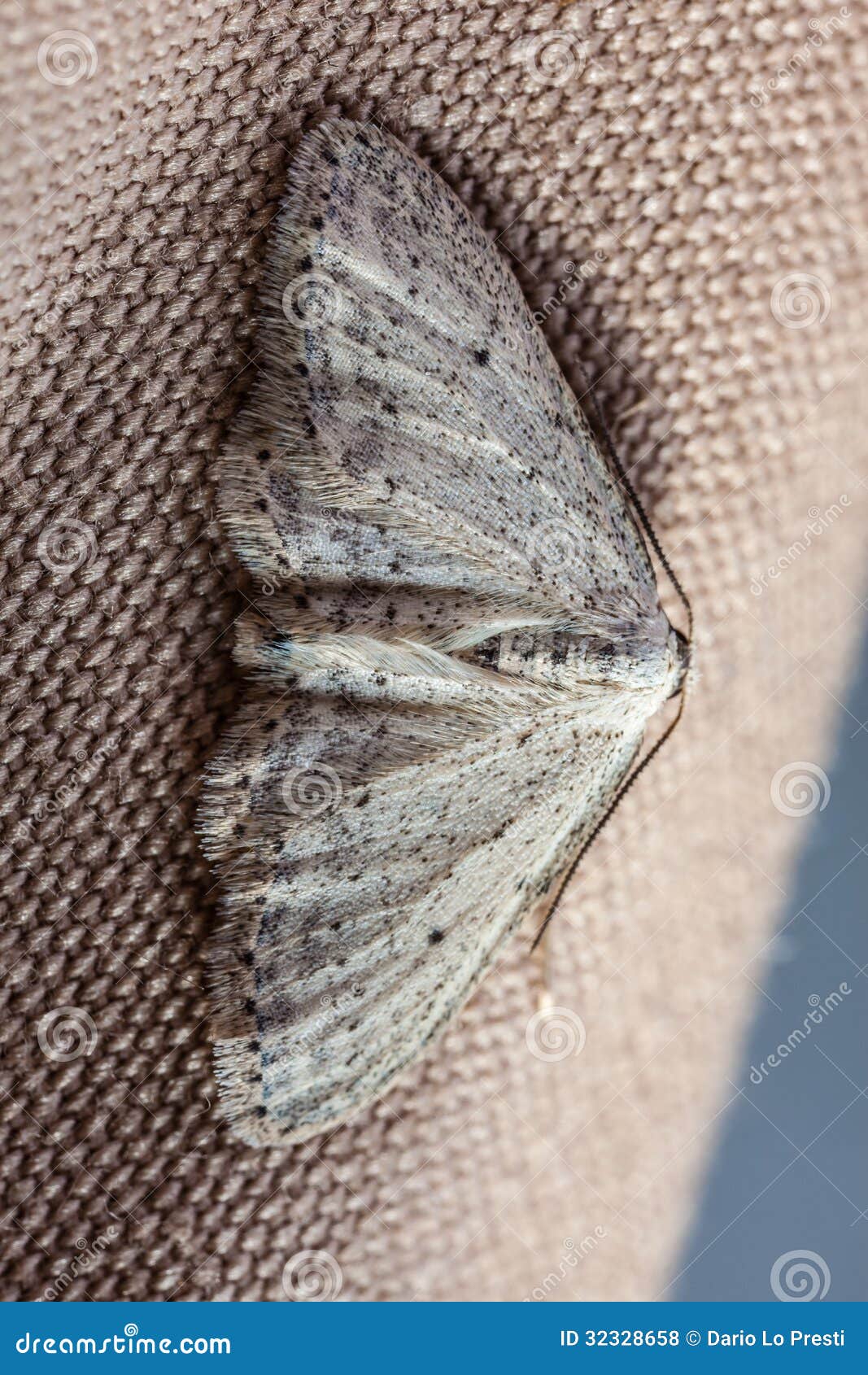 Polilla foto de archivo. Imagen de bicho, lanas, nadie - 32328658