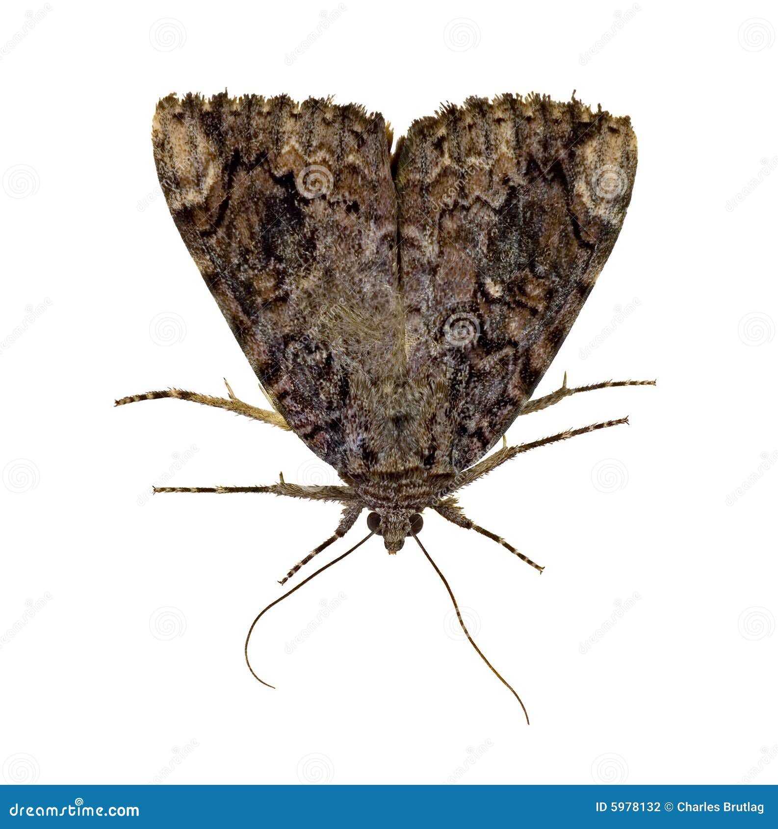 Polilla foto de archivo. Imagen de blanco, bicho, estudio - 5978132