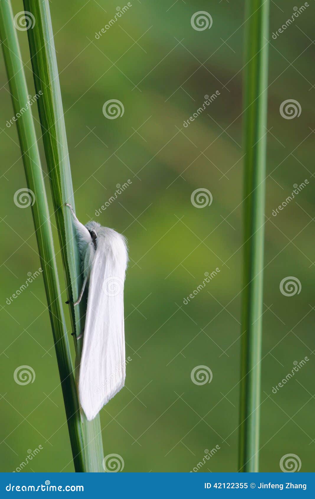 Polilla blanca imagen de archivo. Imagen de pelo, bicho - 42122355