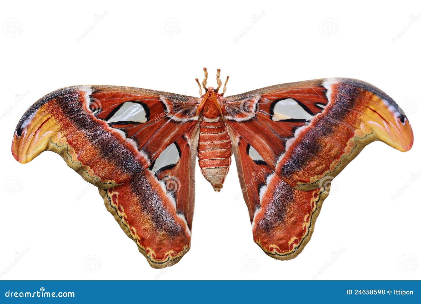 Polilla de atlas foto de archivo. Imagen de mariposa - 24658598