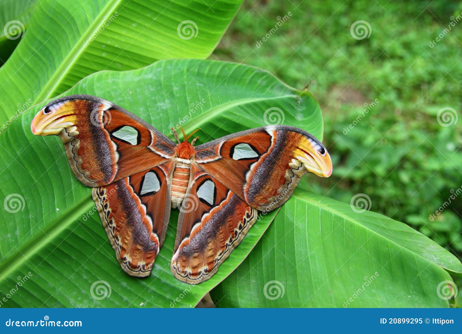 Polilla De Atlas De Attacus Imagen de archivo - Imagen de macro, noche ...
