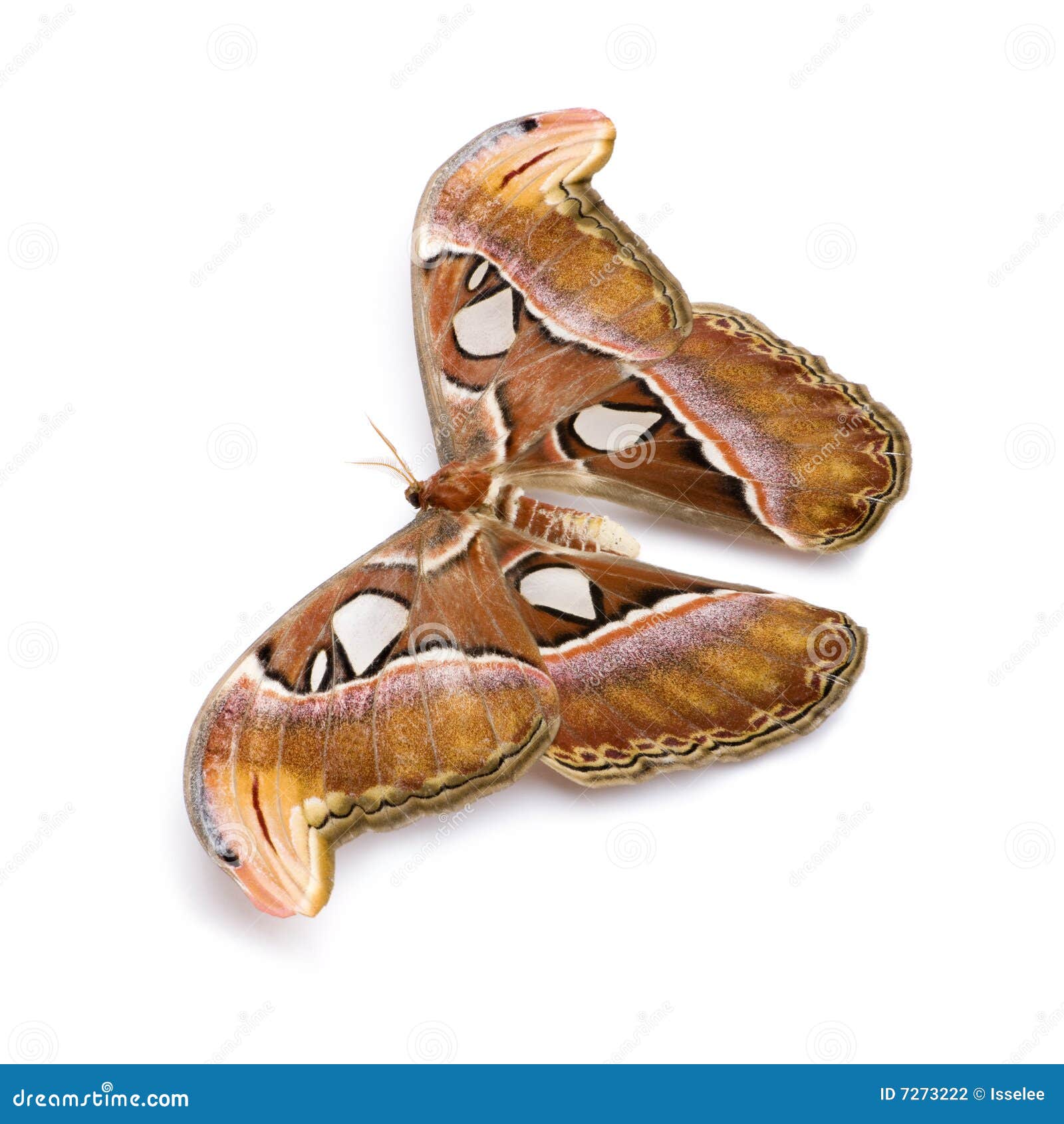 Polilla De Atlas De Attacus Foto de archivo - Imagen de atlas, aislado ...