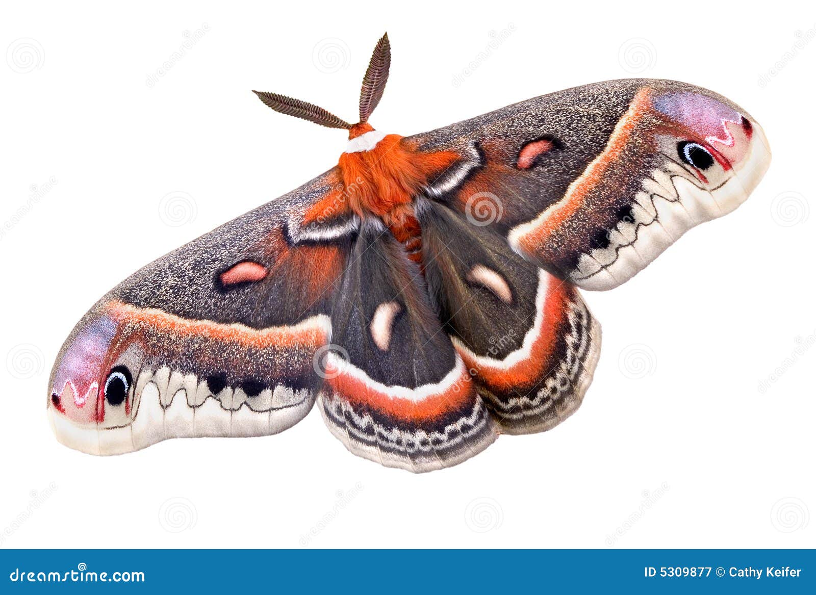 Polilla De Cecropia En Blanco Imagen de archivo - Imagen de animal ...