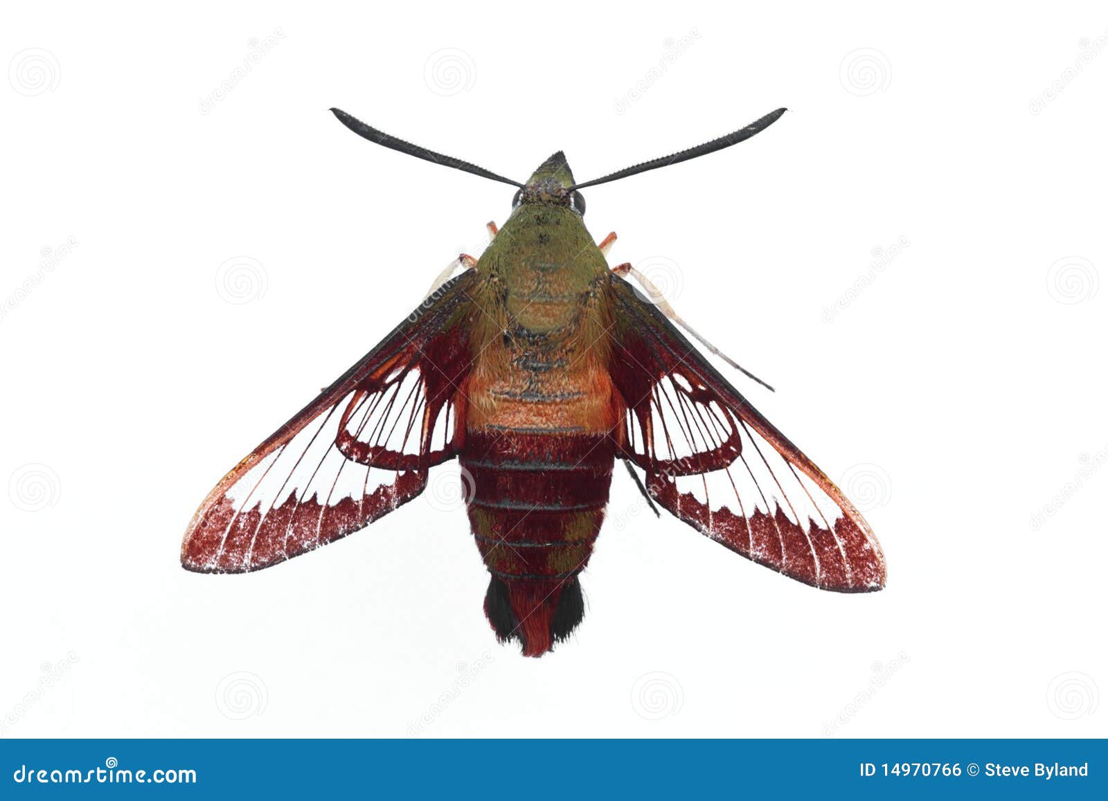 Polilla De Colibrí - Aislada Foto de archivo - Imagen de mariposa ...