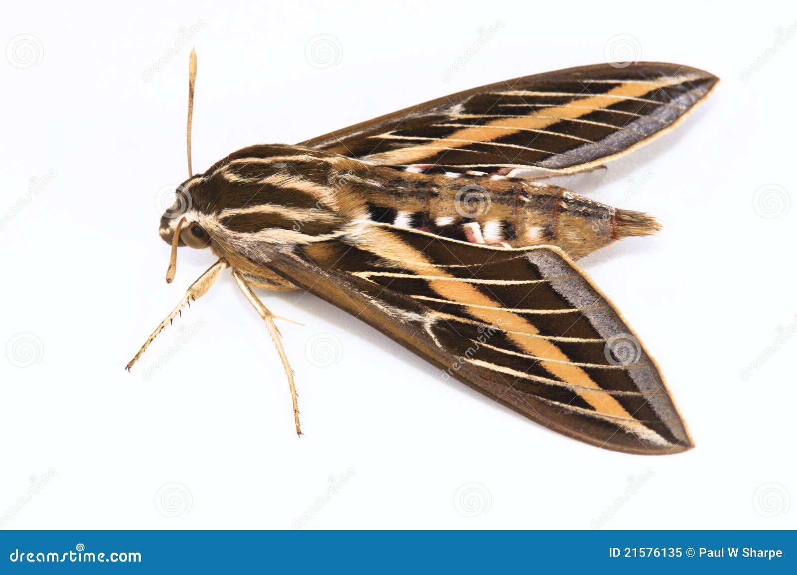 Polilla De Esfinge Blanco-alineada Imagen de archivo - Imagen de ...