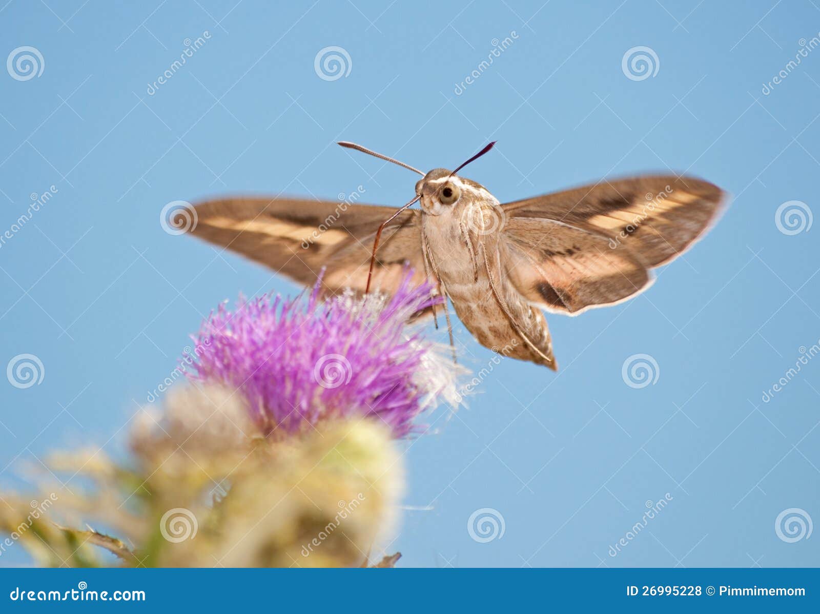 Polilla De Esfinge Blanco-Alineada En Vuelo Foto de archivo - Imagen de ...