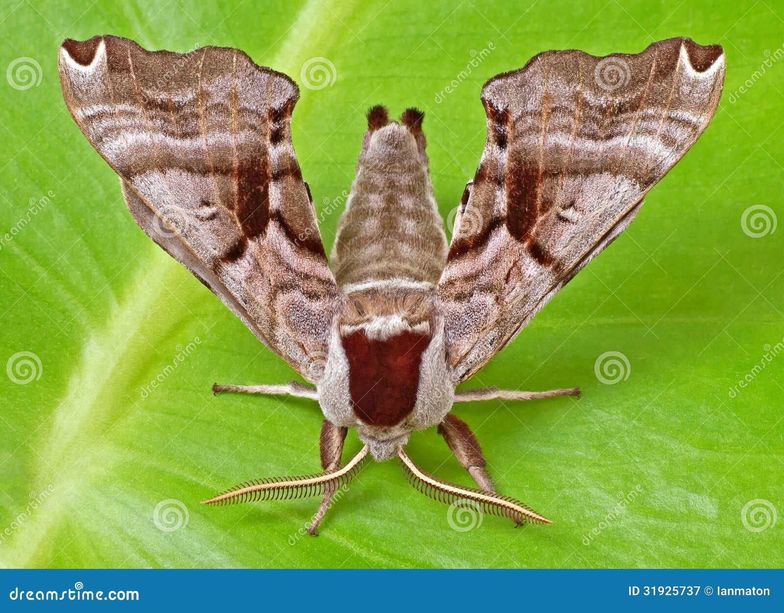 Polilla De Esfinge Gemelo-manchada Imagen de archivo - Imagen de bicho ...