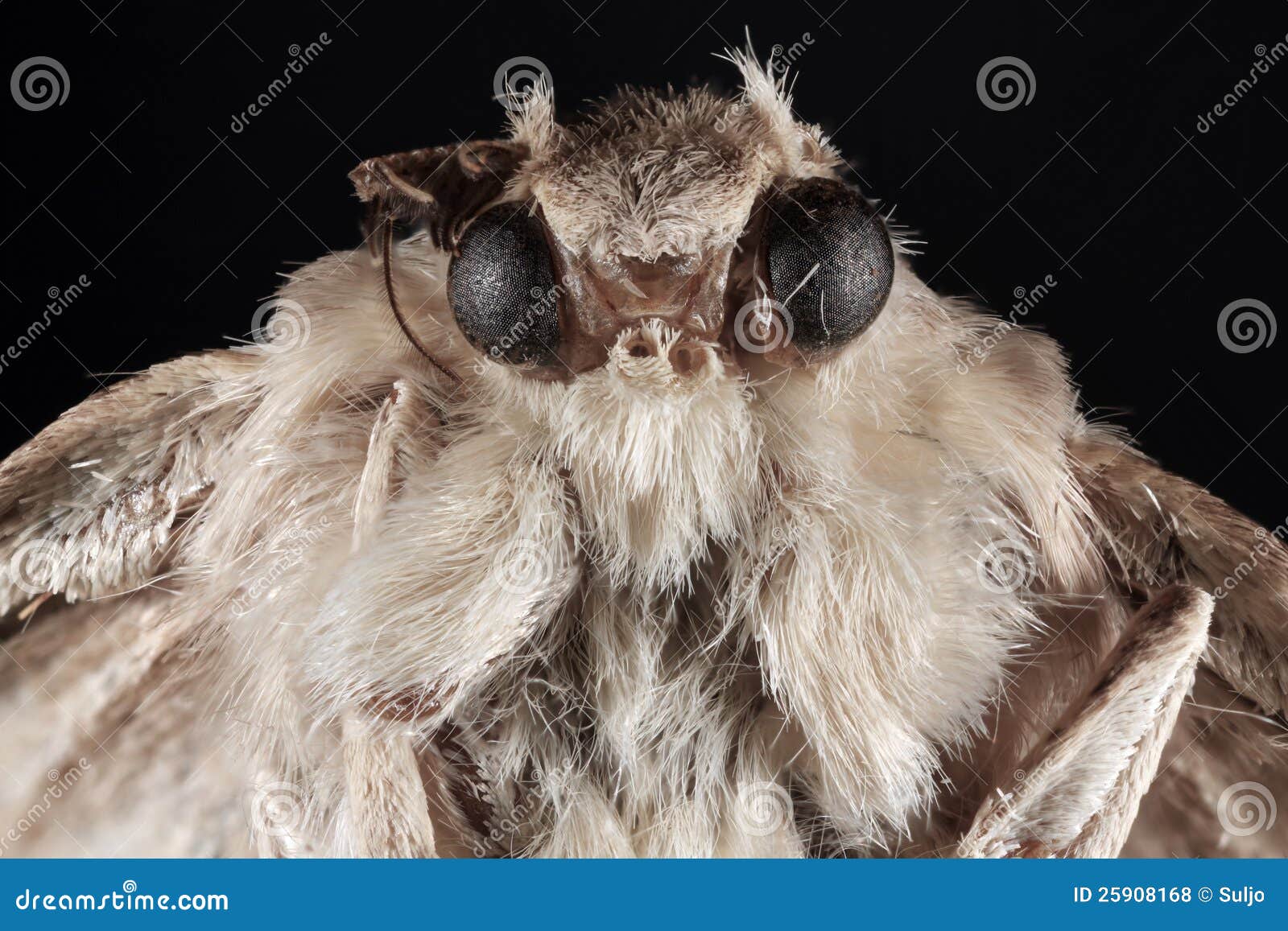 Polilla de la mariposa foto de archivo. Imagen de bicho - 25908168