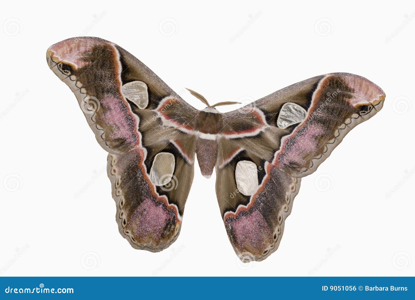 Polilla de seda rodeada foto de archivo. Imagen de aislado - 9051056