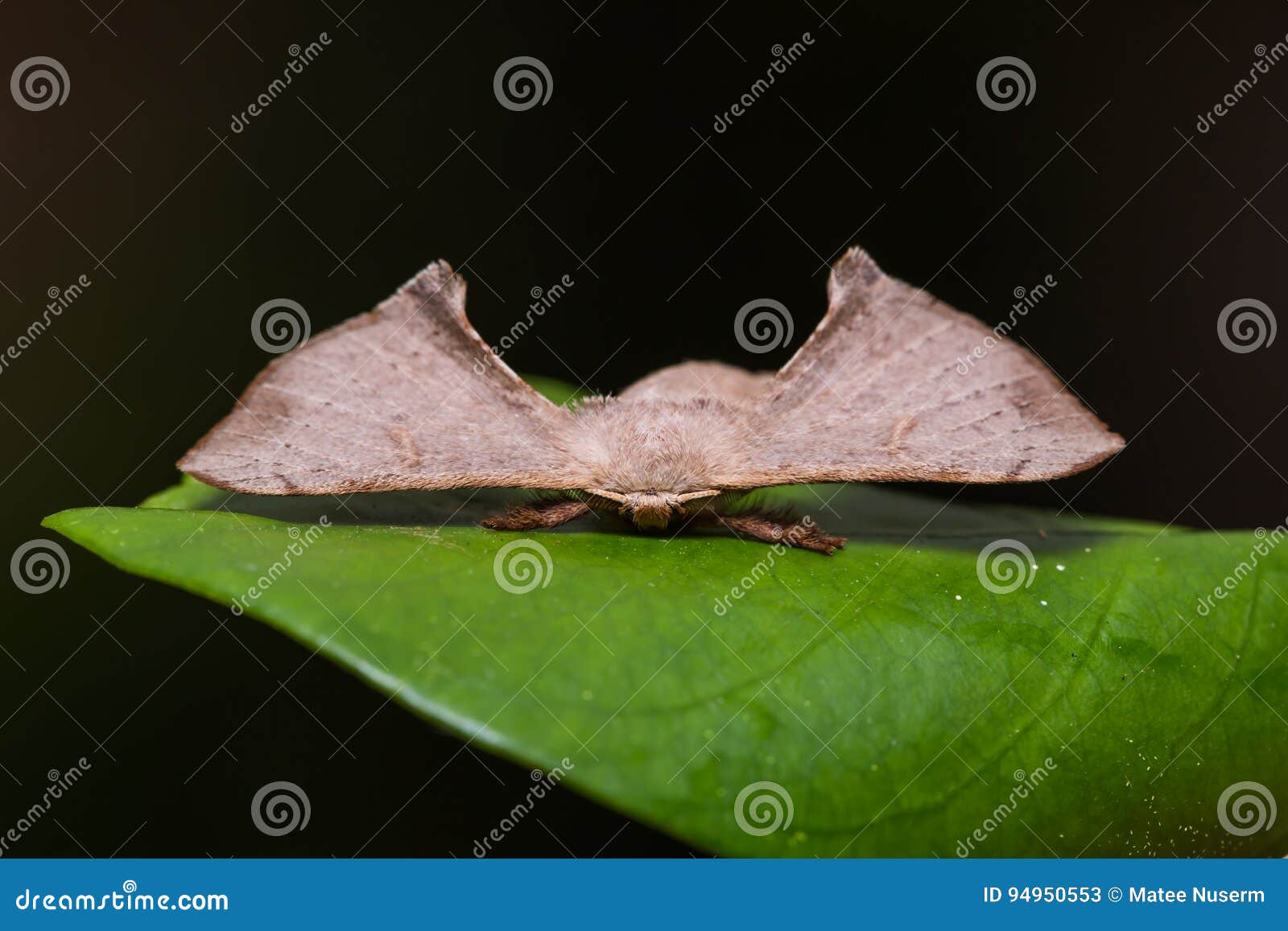 Polilla Del Bombycidae Del Bombycid Imagen de archivo - Imagen de ...