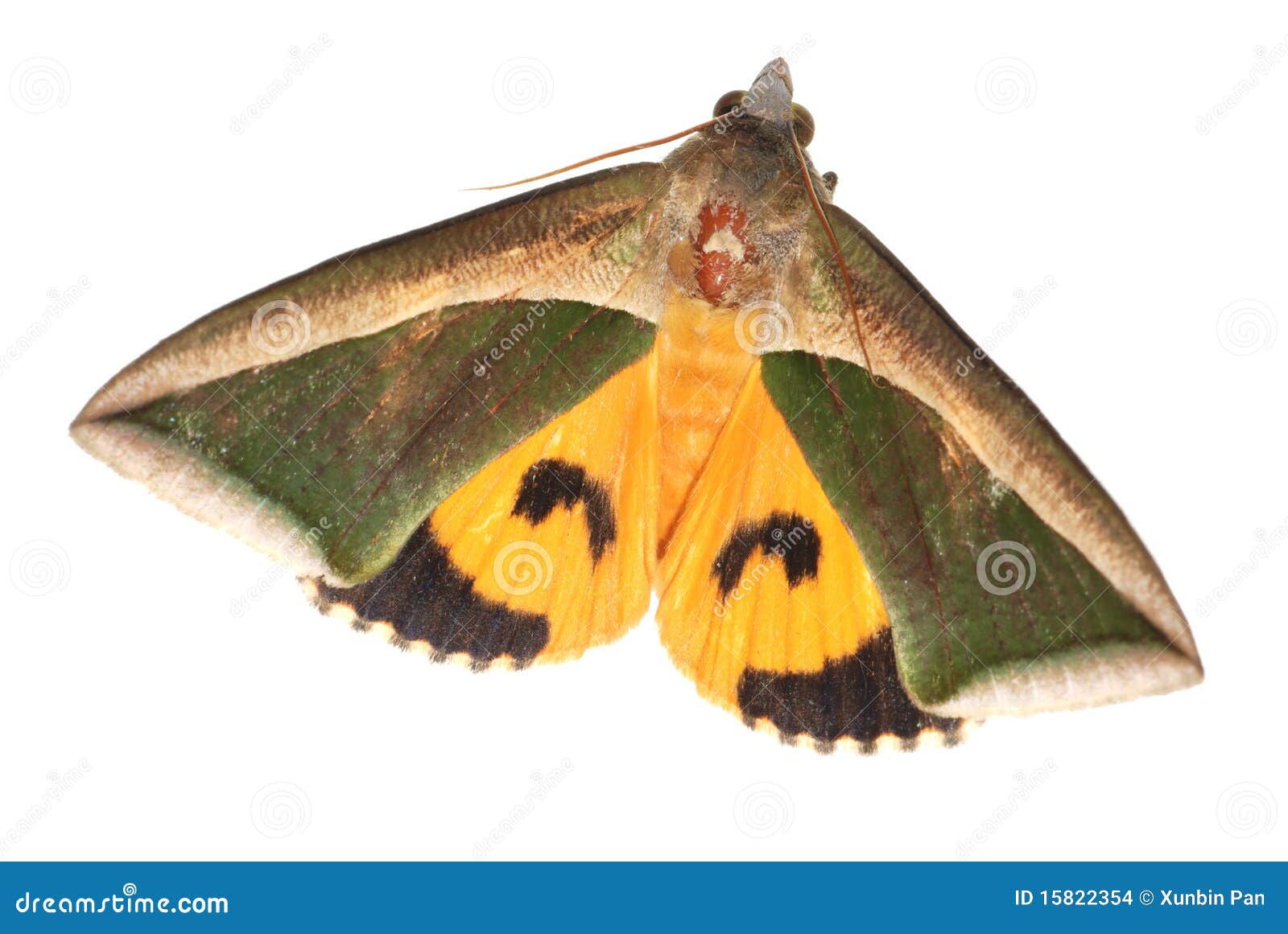 Polilla del insecto foto de archivo. Imagen de polilla - 15822354