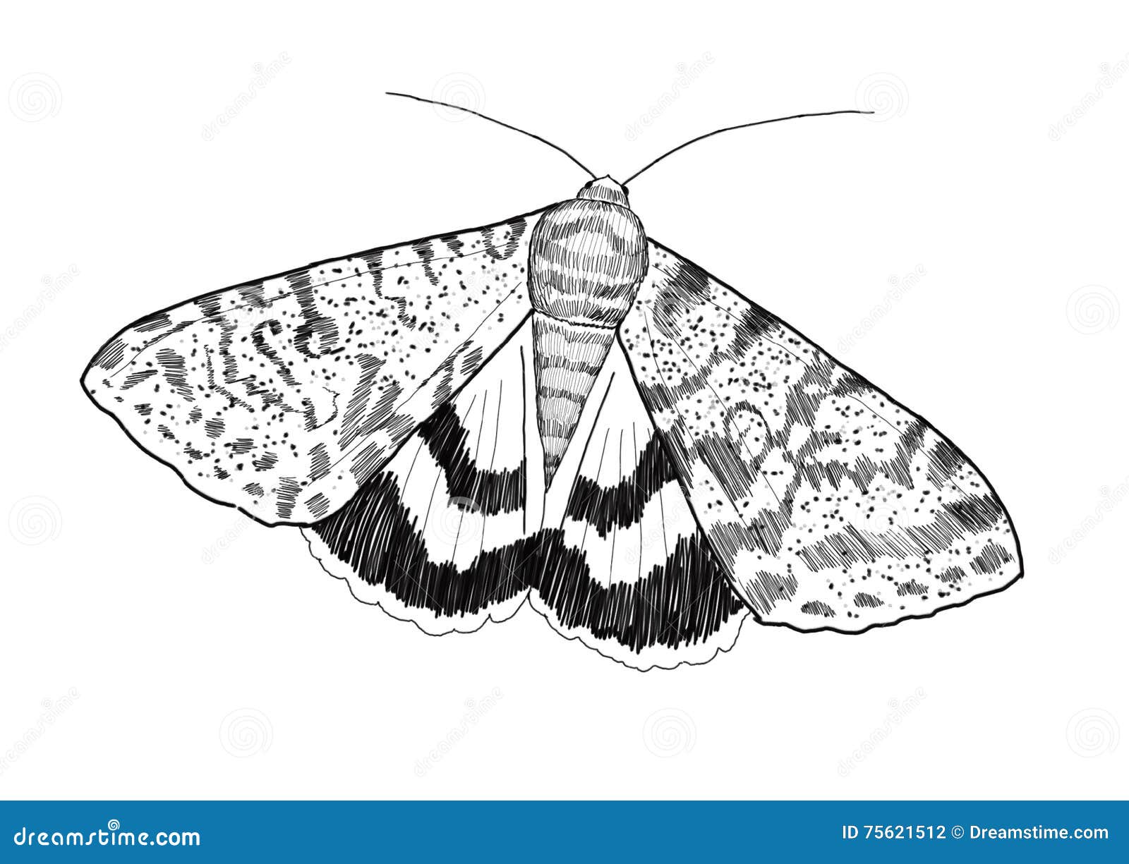 Polilla - Dibujo Digital - Catocala Ilustración del Vector ...