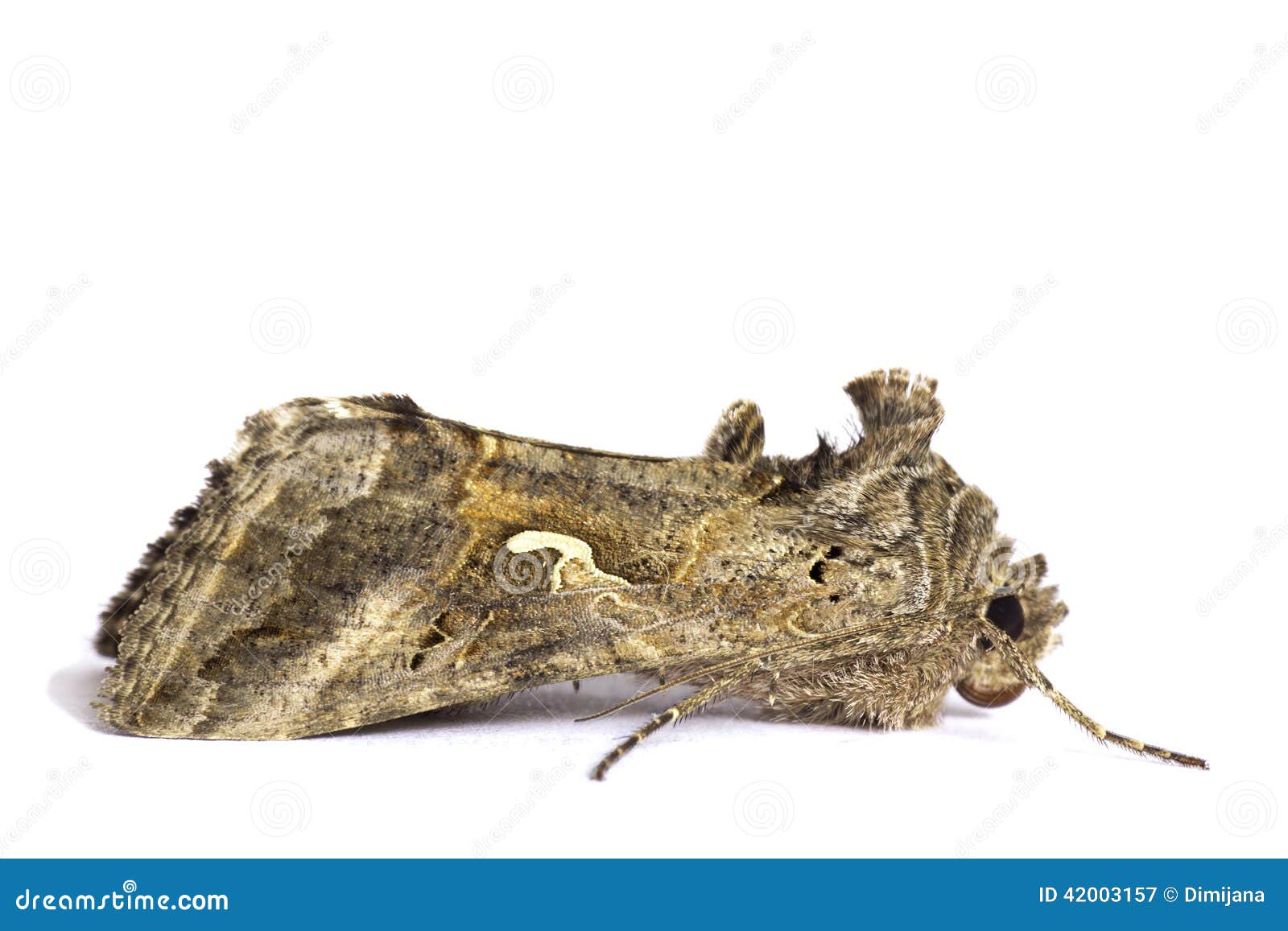 Polilla, Mariposa De La Noche Imagen de archivo - Imagen de bicho ...