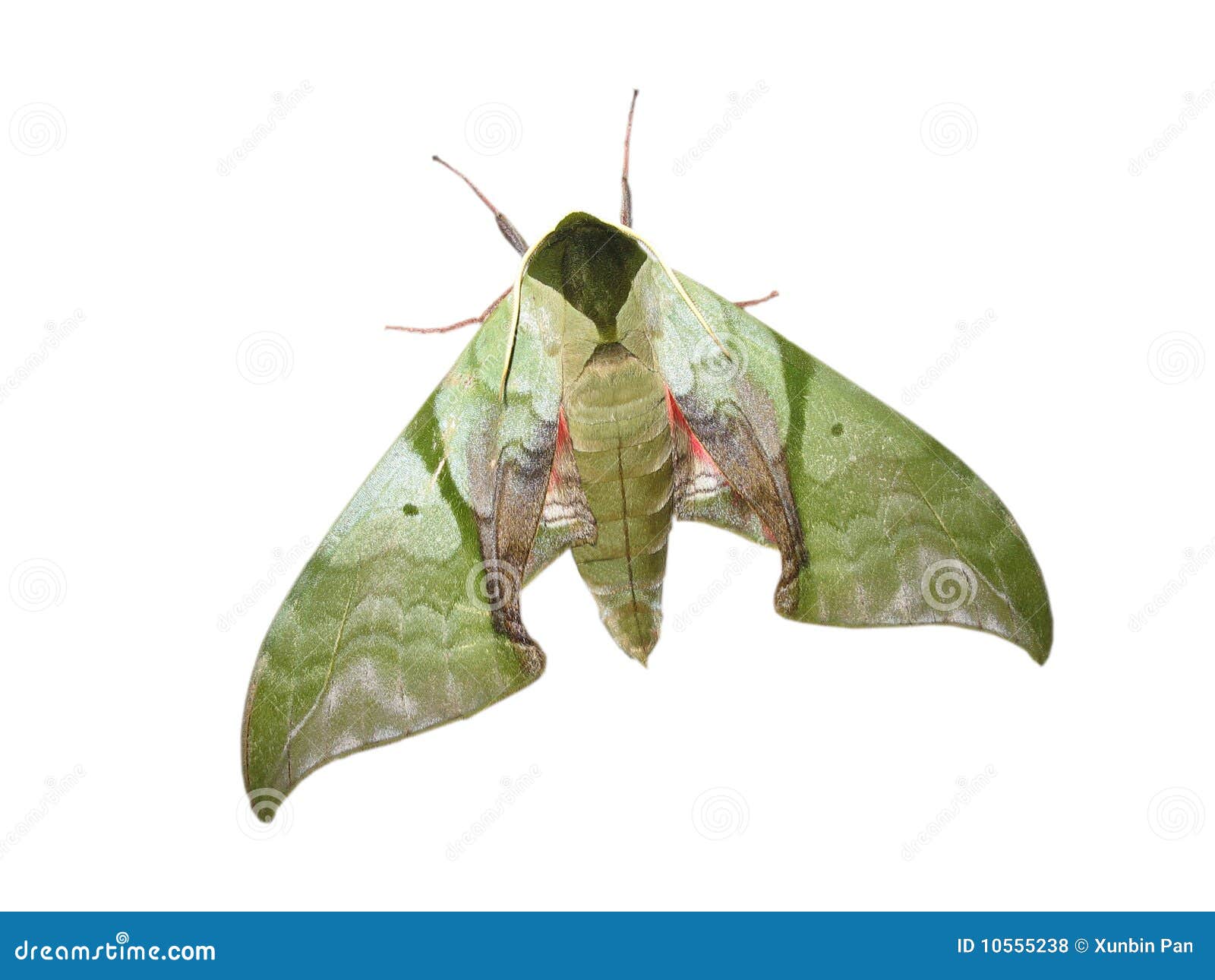 Polilla verde gigante foto de archivo. Imagen de bicho - 10555238