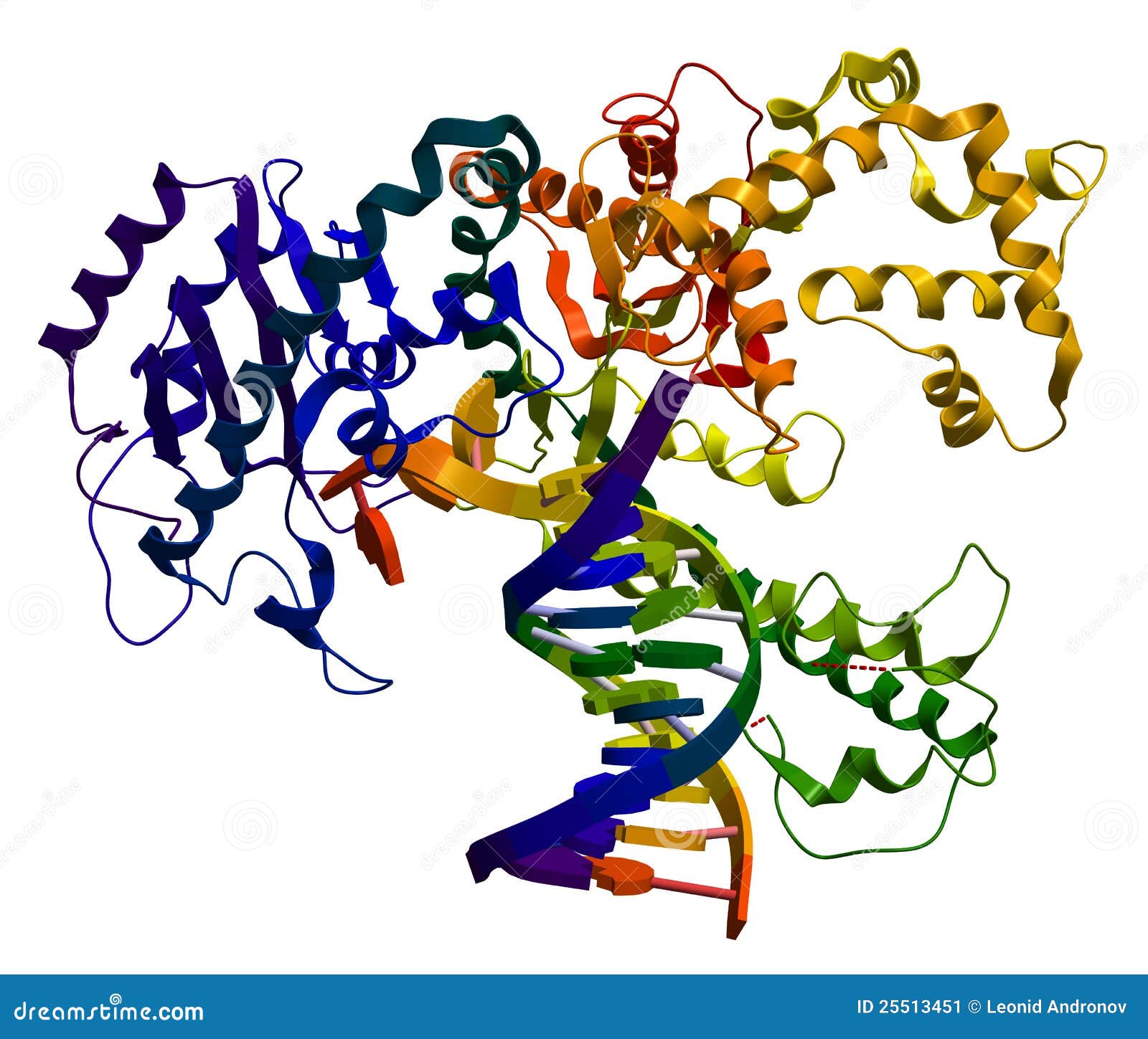 Polimerasi Di DNA Degli Enzimi I Illustrazione di Stock - Illustrazione ...