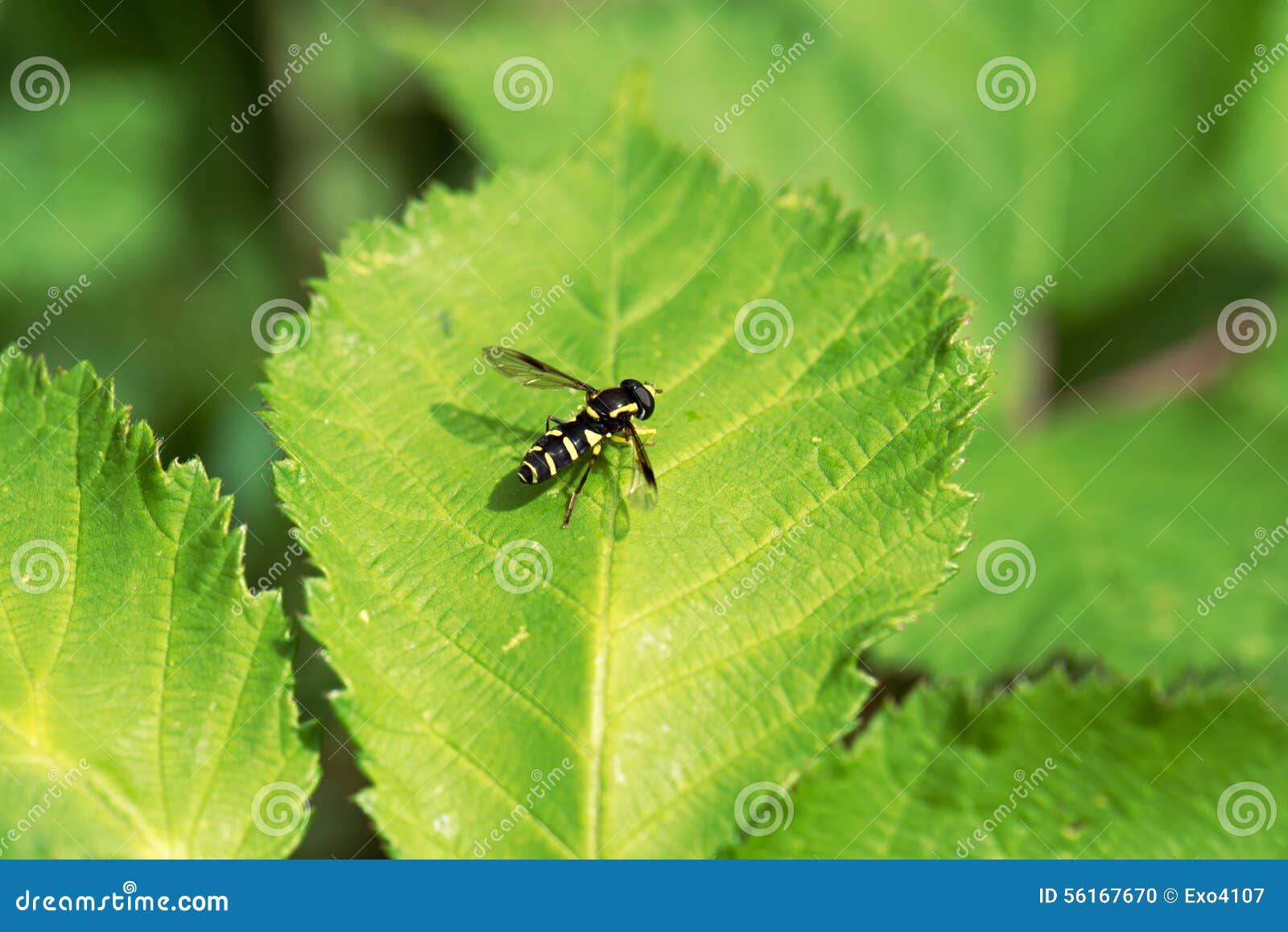 Polinator stock photo. Image of insects, wildlife, insect - 56167670