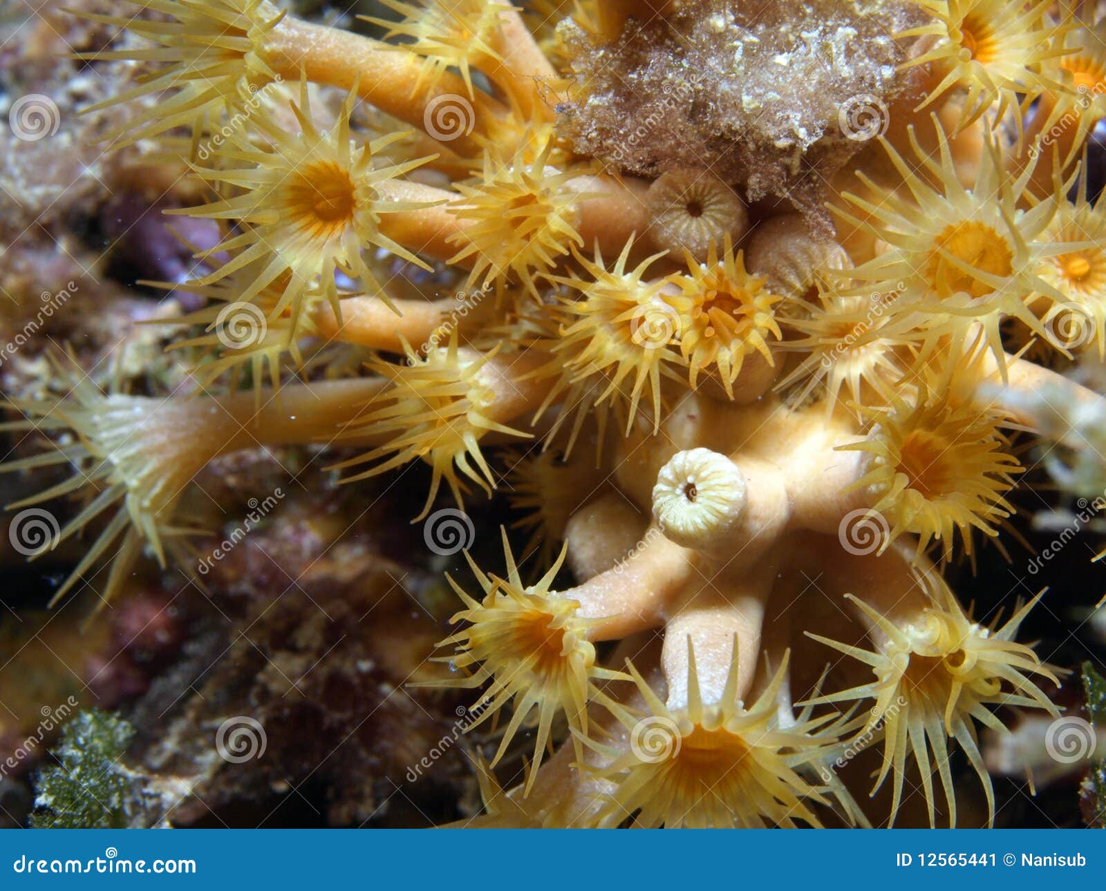 Polipo stock image. Image of coral, spain, mediterranean - 12565441