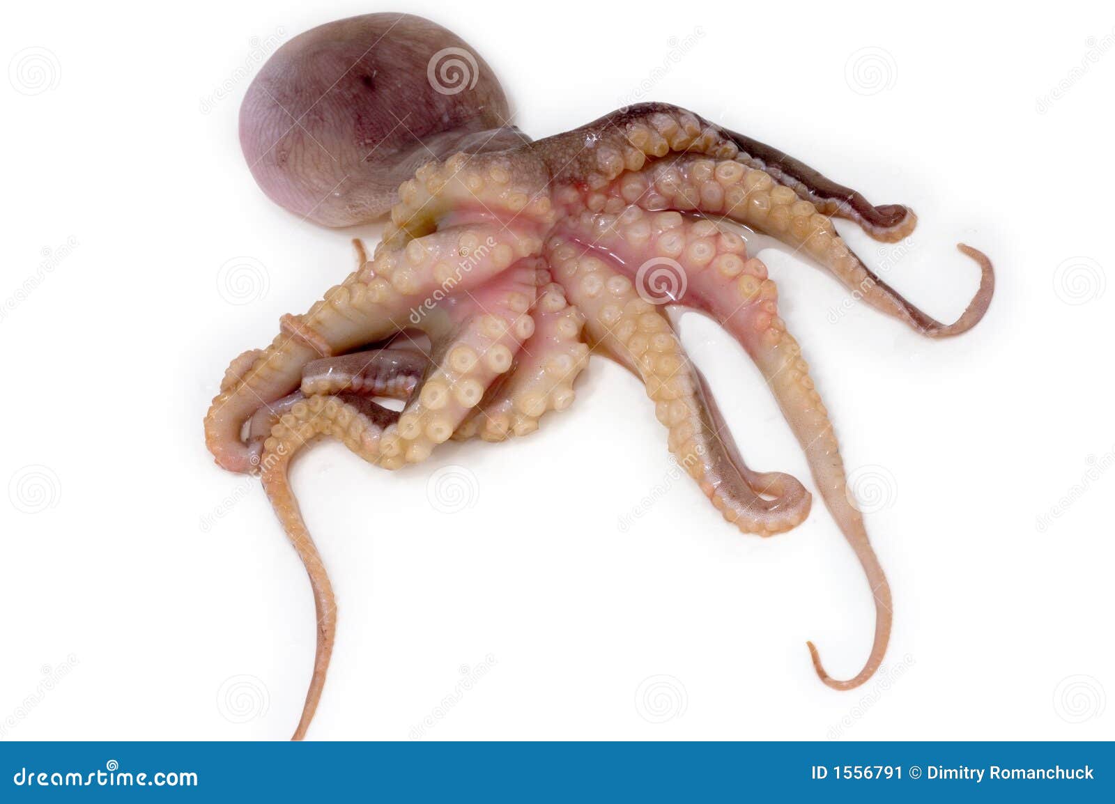 Polipo immagine stock. Immagine di giù, creature, tentacoli - 1556791