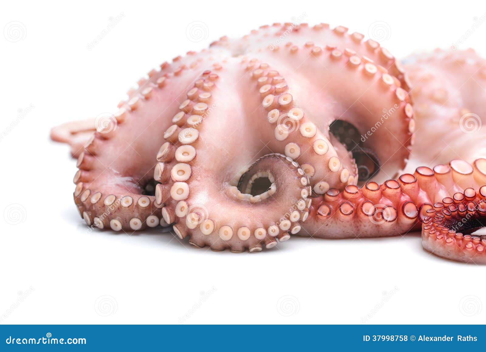 Polipo fotografia stock. Immagine di animale, vita, gastronomia - 37998758