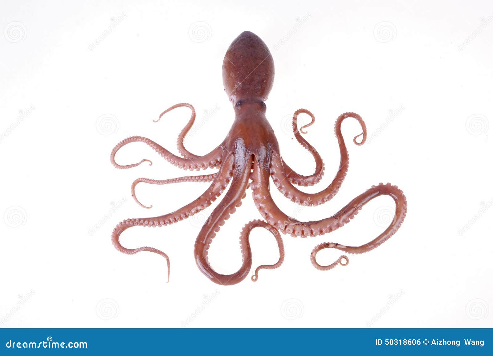 Polipo fotografia stock. Immagine di profilo, crostacei - 50318606