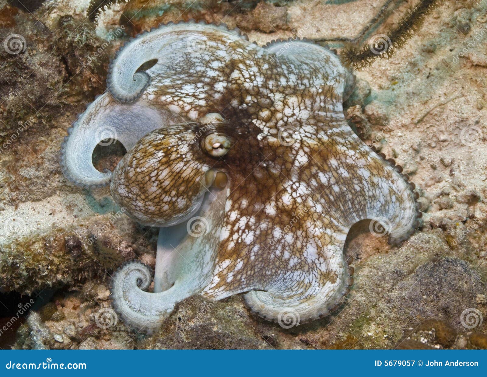 Polipo caraibico immagine stock. Immagine di subacqueo - 5679057