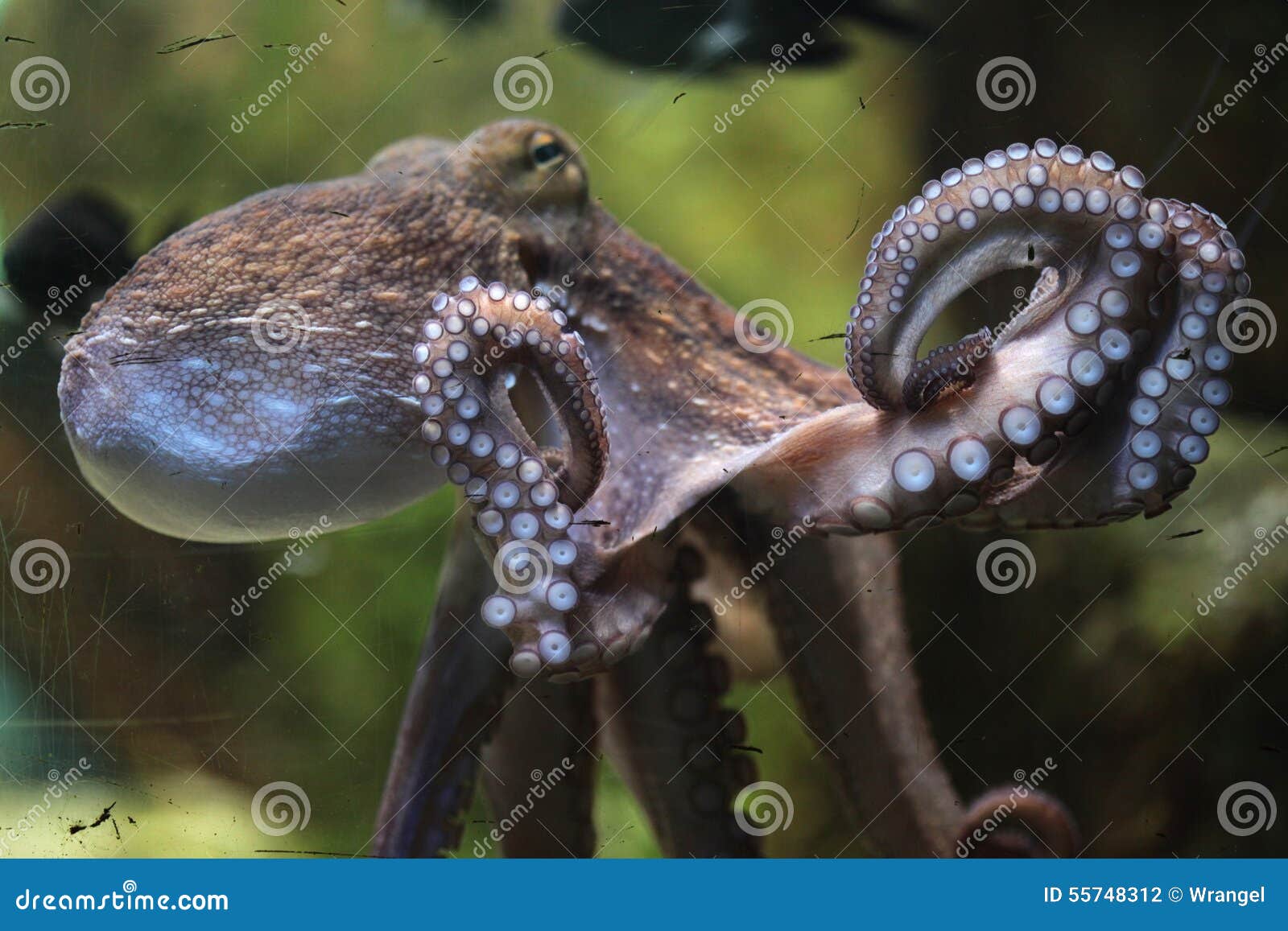 Polipo Comune (octopus Vulgaris) Fotografia Stock - Immagine di ...