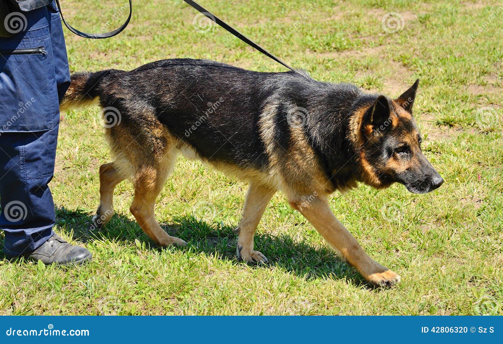 Polis K9 med hans hund arkivfoto. Bild av utrustning - 42806320