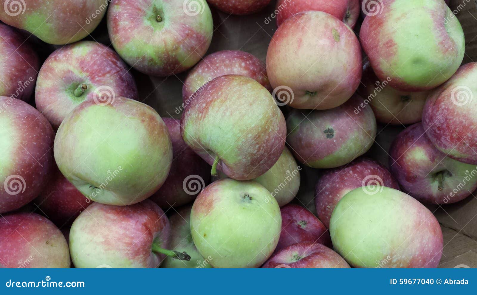 Polish apples stock photo. Image of nature, tasty, peel - 59677040