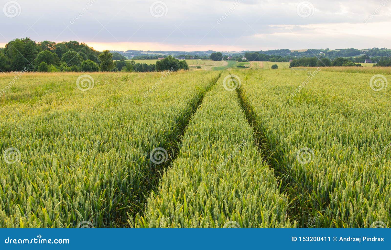 Polish Arable Fields. Rural Landscape. Ripening Cereals Stock Image ...