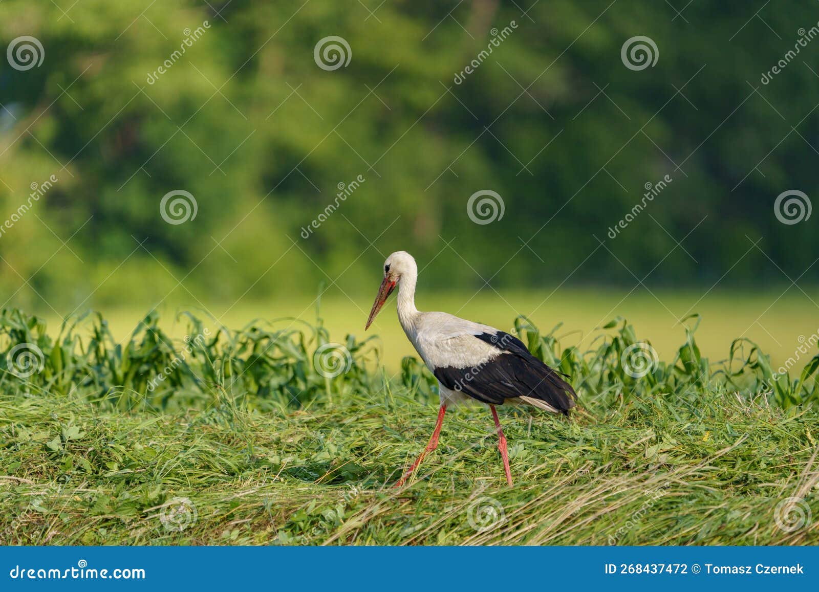 Polish Big Bird - Stork Walking on a Green Meadow Stock Photo - Image ...