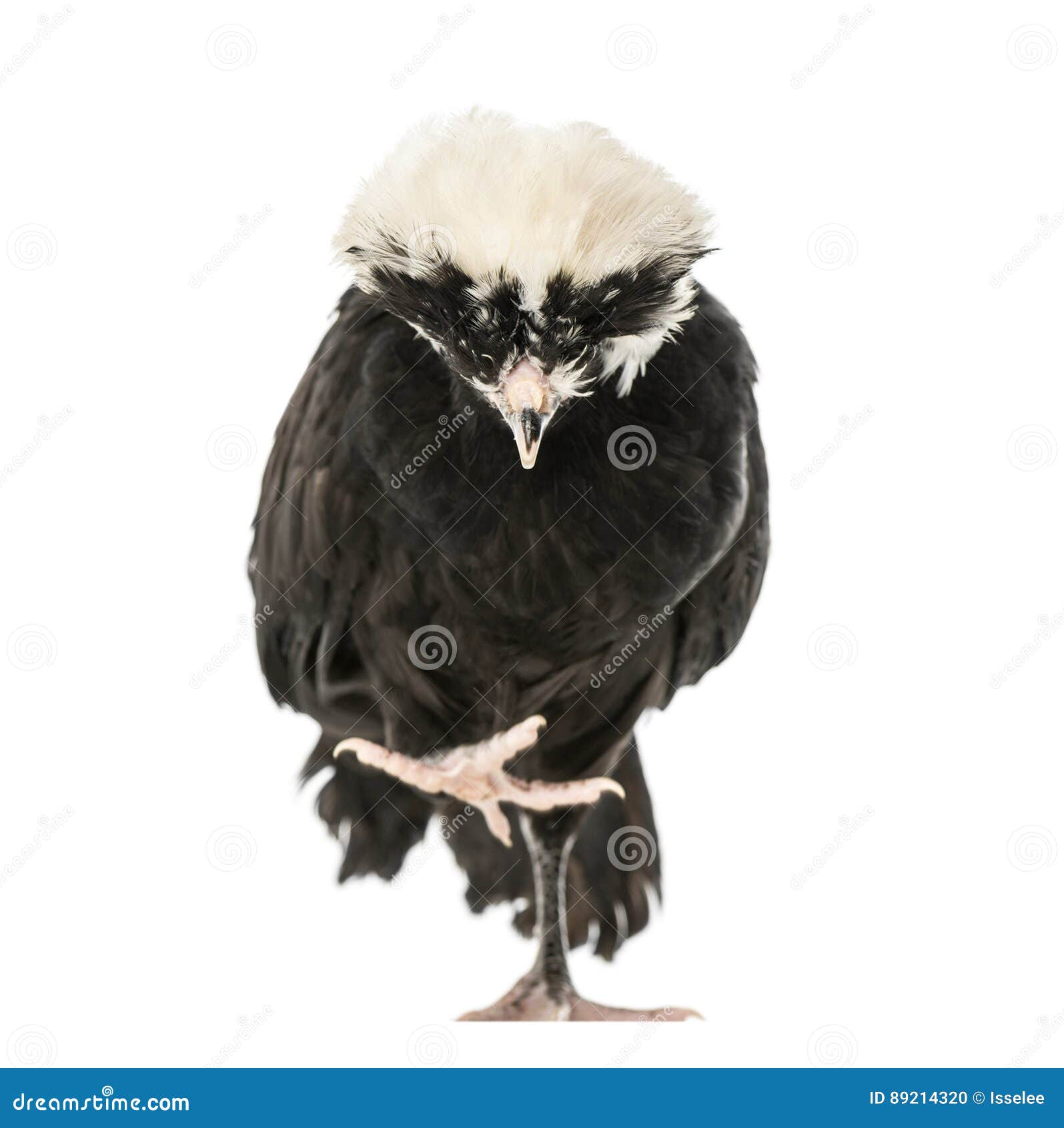 Polish Chicken Looking Down, Isolated, 2 Years Old Stock Photo - Image ...