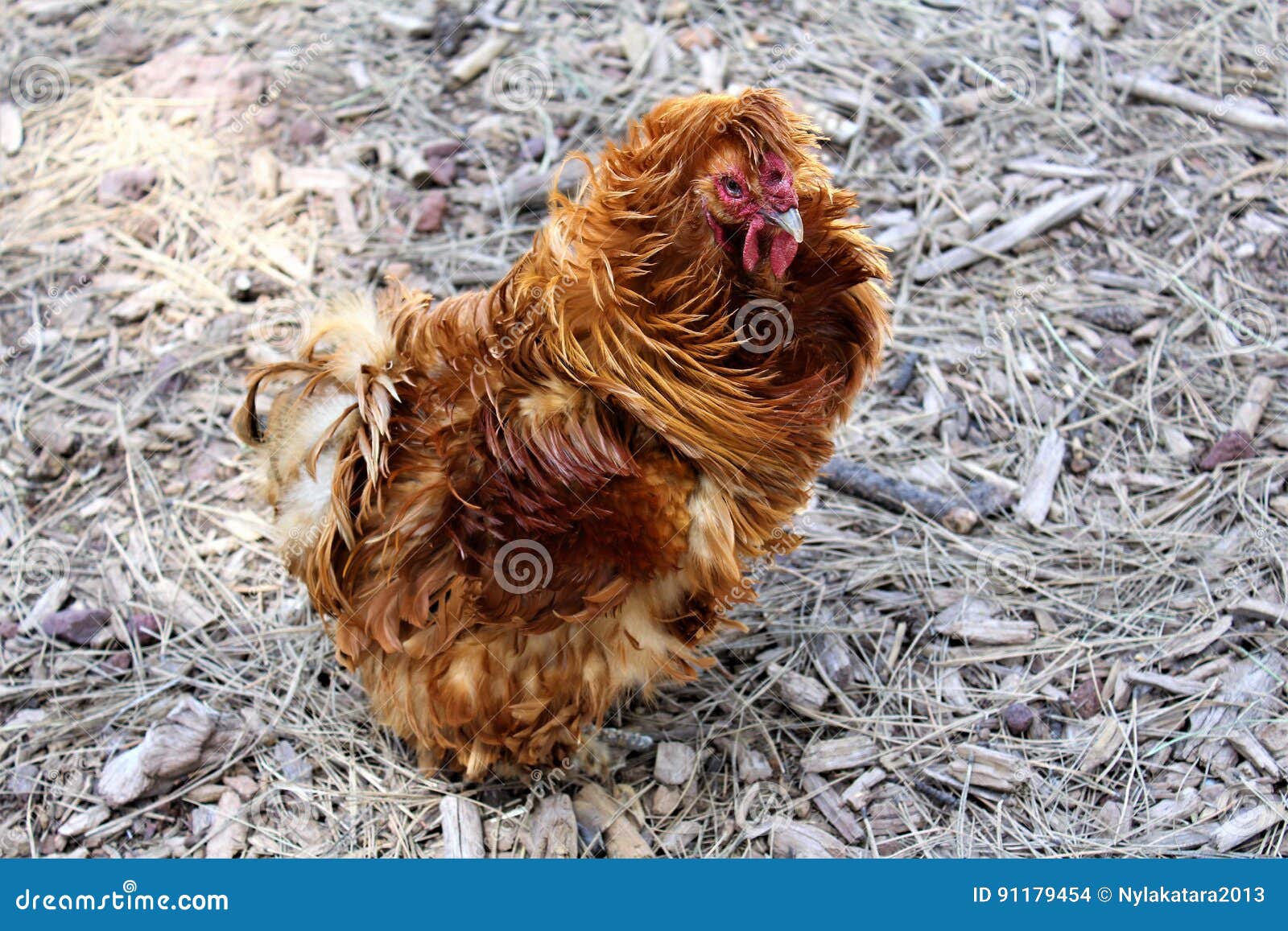 Polish Chicken stock photo. Image of timid, comb, shaped - 91179454