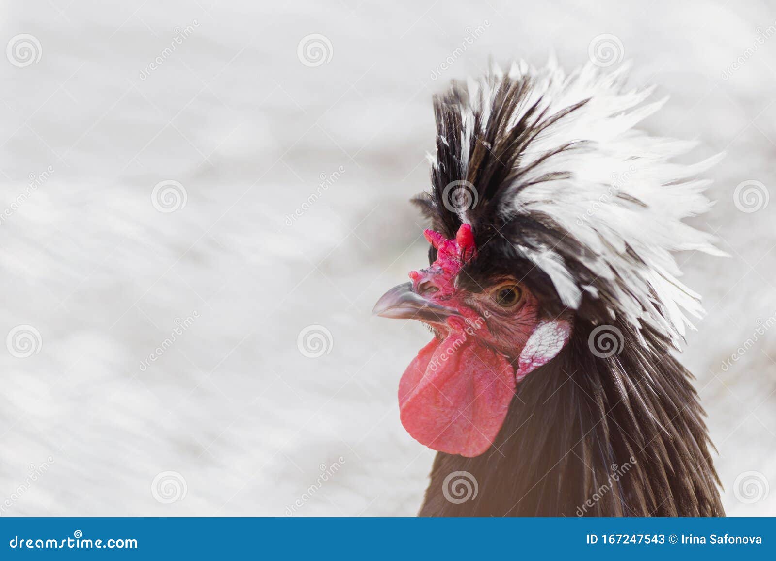 Polish Chicken Rooster with a Lush Crest of White Feathers on Head ...